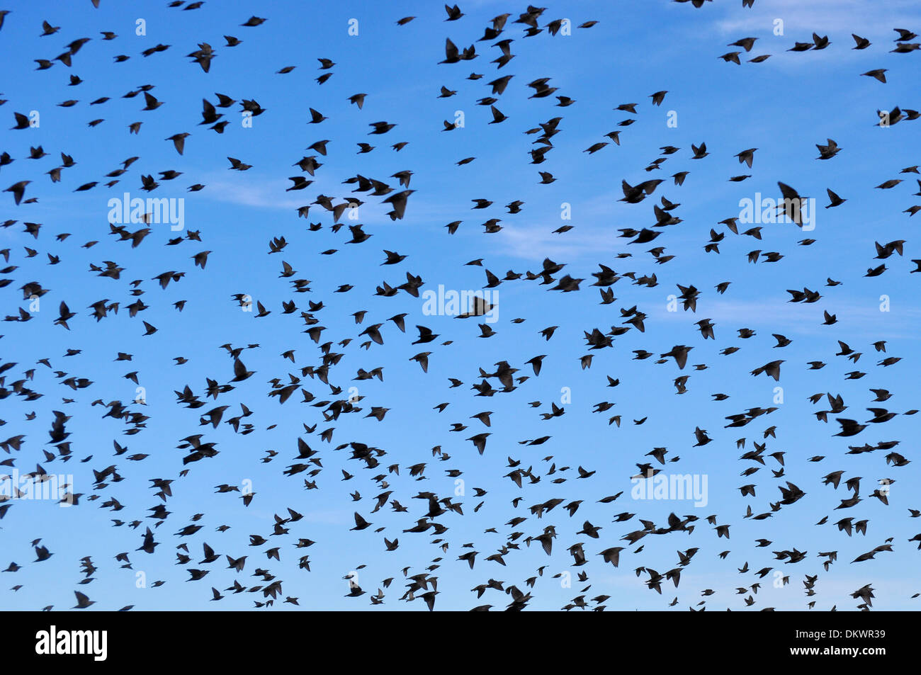 Flock of Starling in flight against blue sky Stock Photo - Alamy