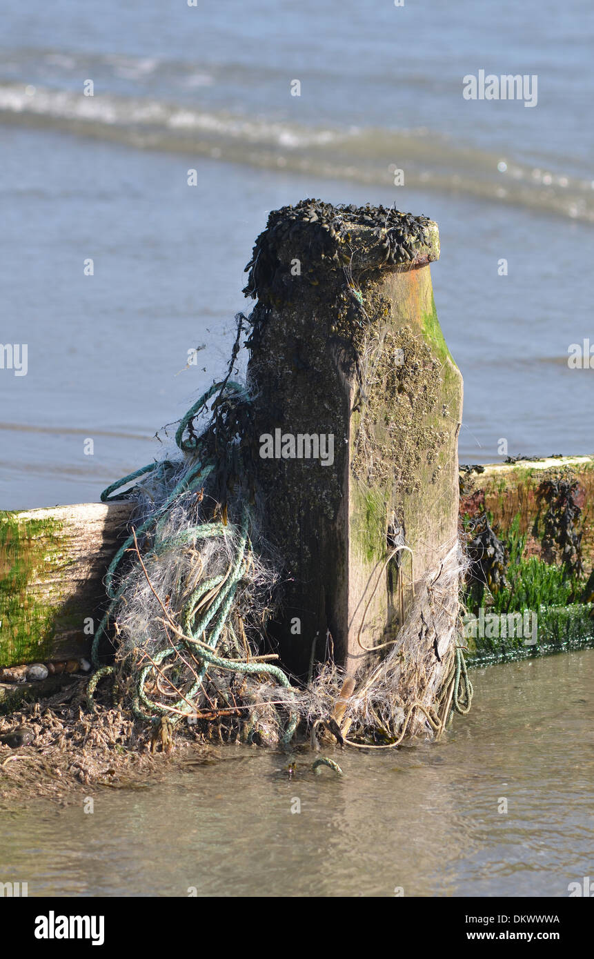 Mussel encrusted post with old rope on East Wittering Beach, West ...