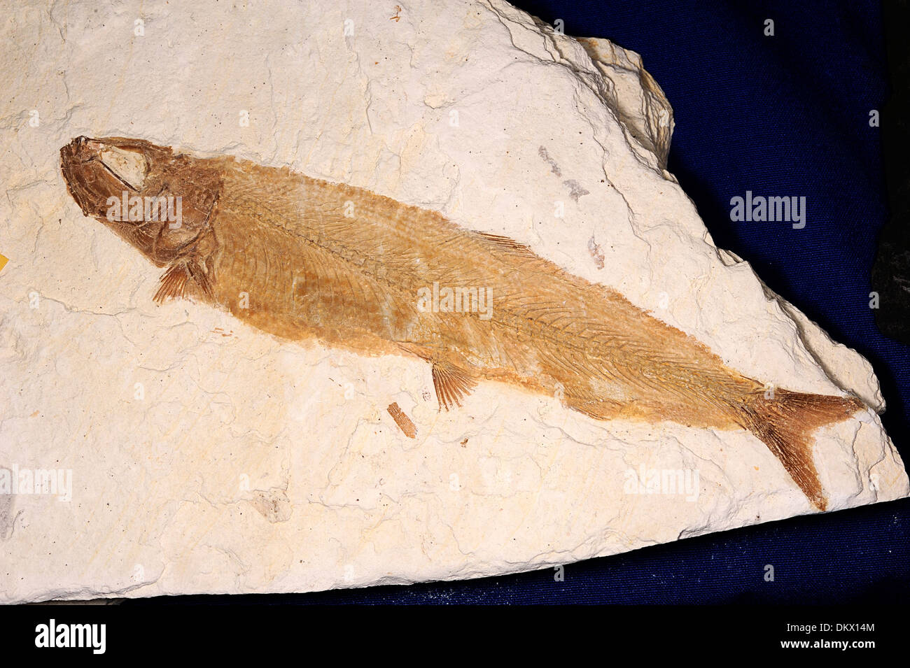 Fossil fish Tharsis sp., Kimmeridgian, Late or Upper Jurassic Age Stock ...