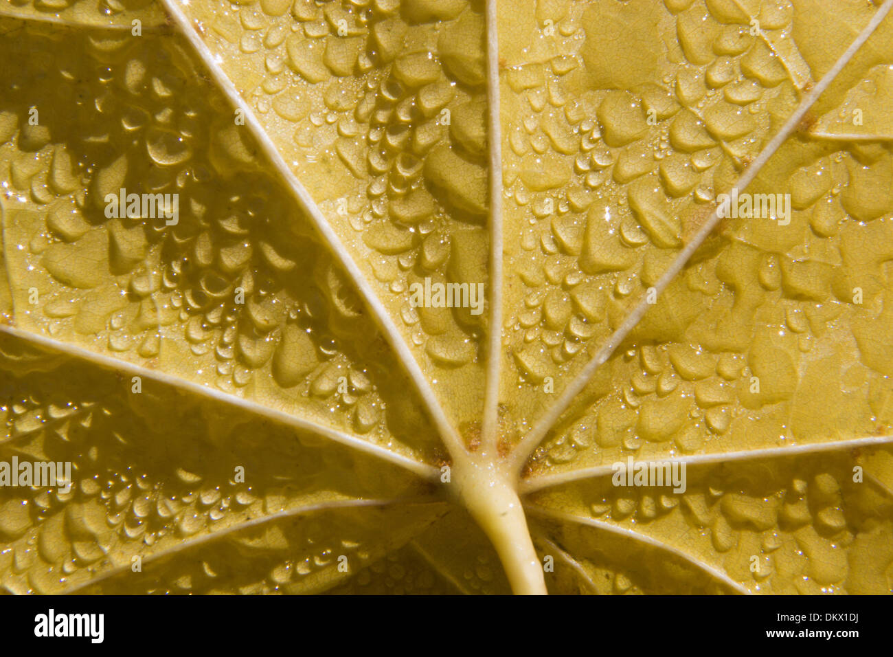 Macro maple leaf hi-res stock photography and images - Alamy
