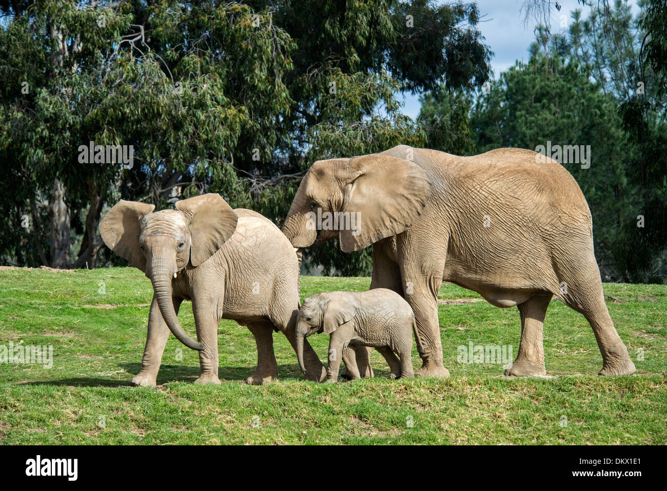 Old and young animal hi-res stock photography and images - Alamy