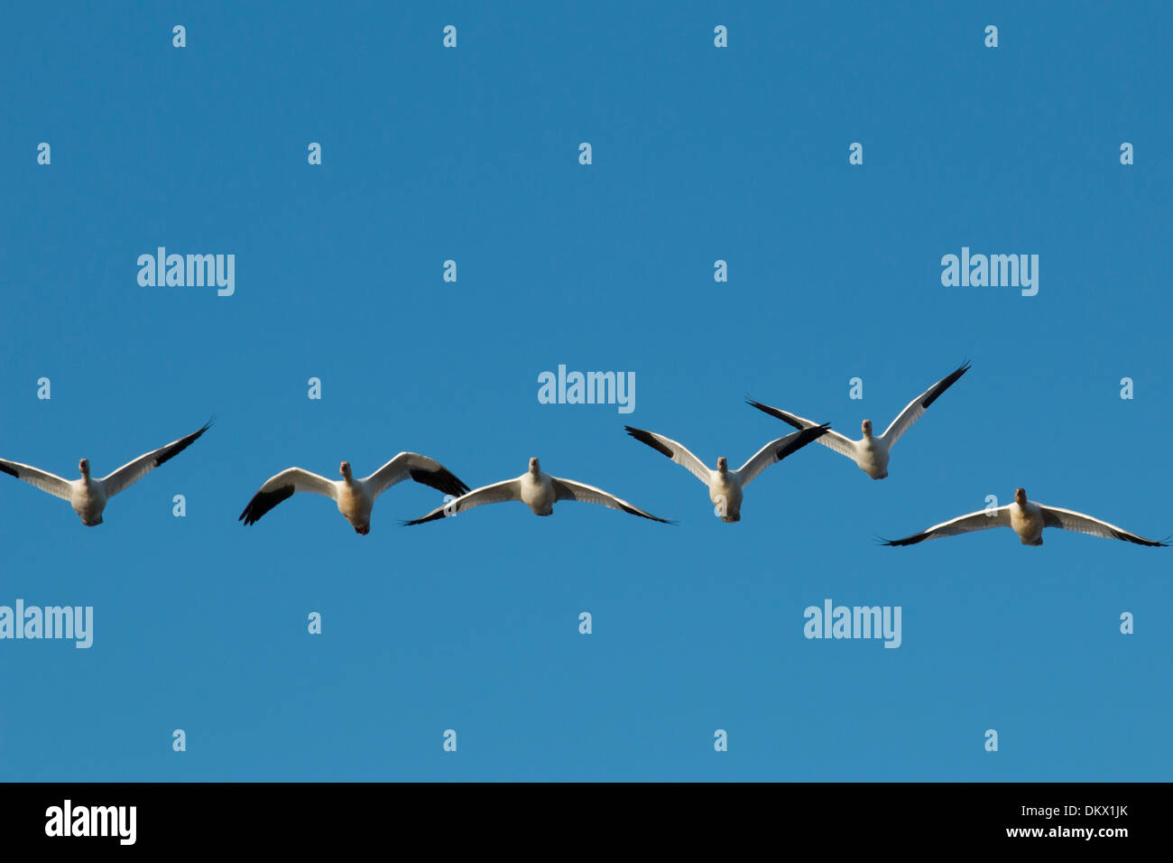 Snow geese flying towards the camera - Chen caerulescens Stock Photo ...