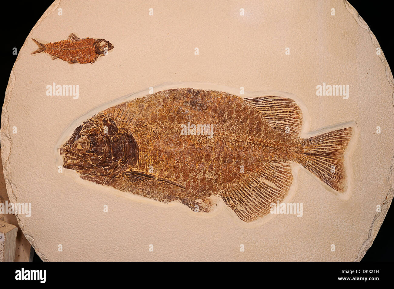 Testis hi-res stock photography and images - Alamy