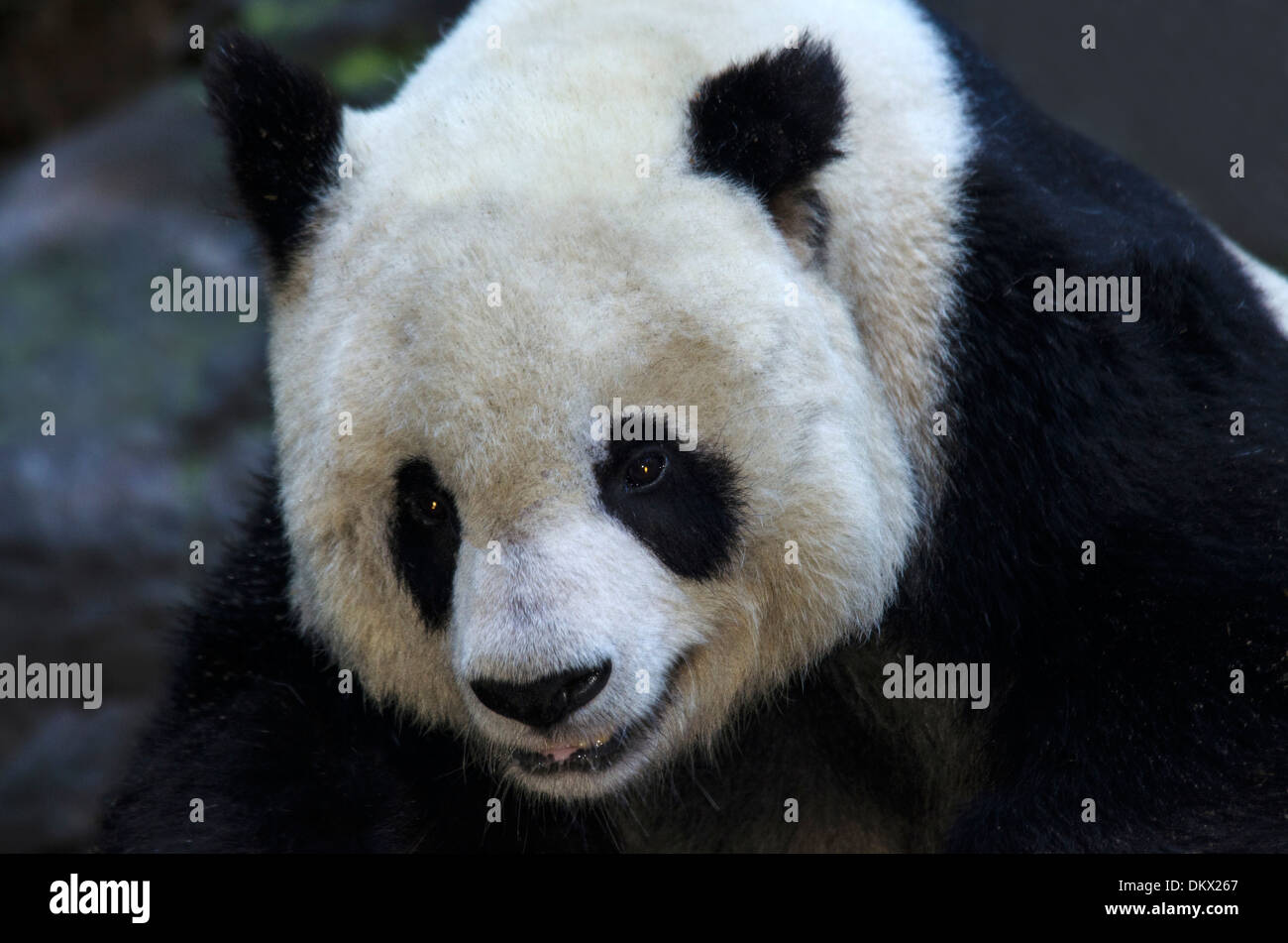 giant panda, panda, animal, portrait, ailuropoda melanleuca Stock Photo ...