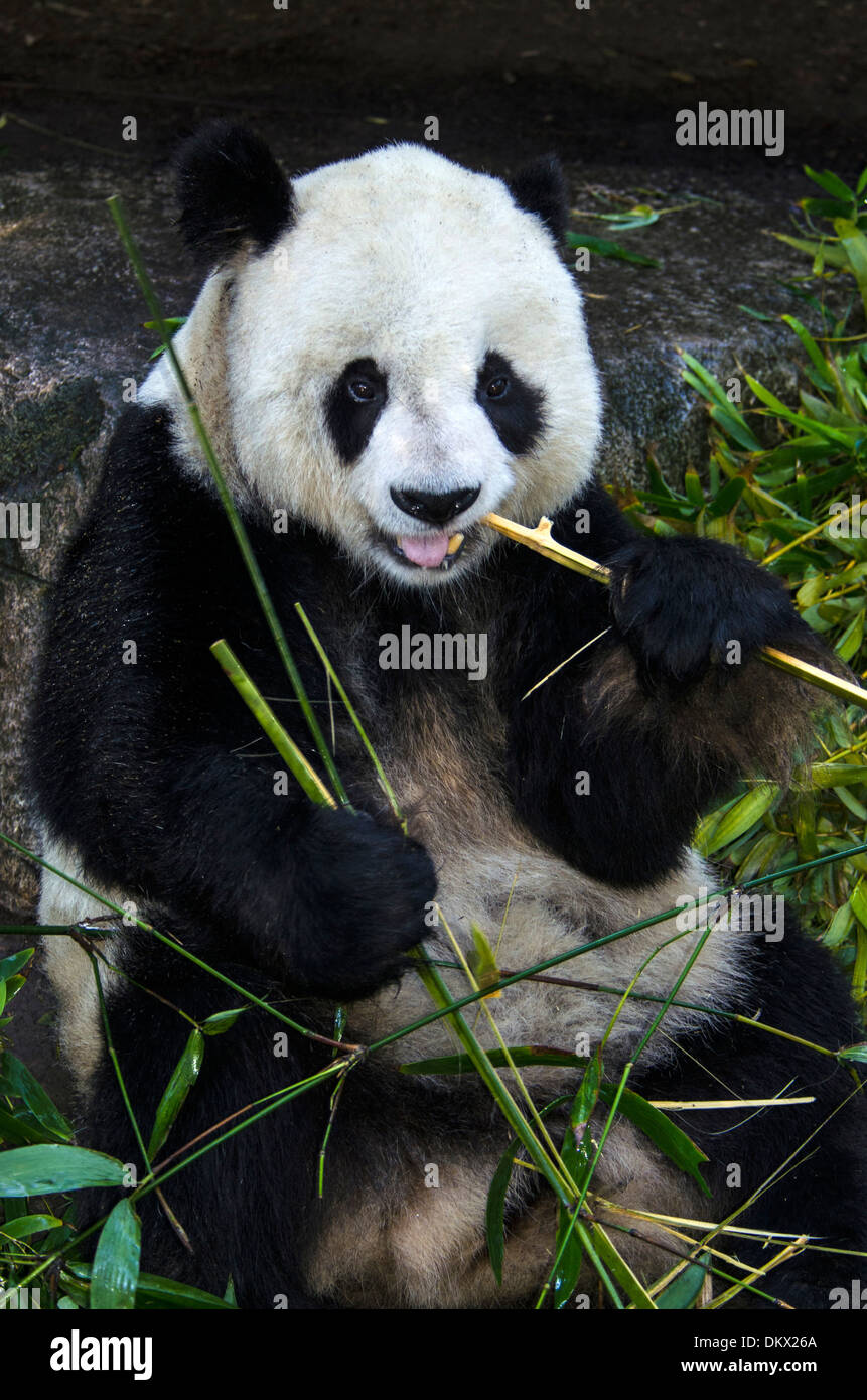 giant panda, panda, animal, portrait, ailuropoda melanleuca Stock Photo ...