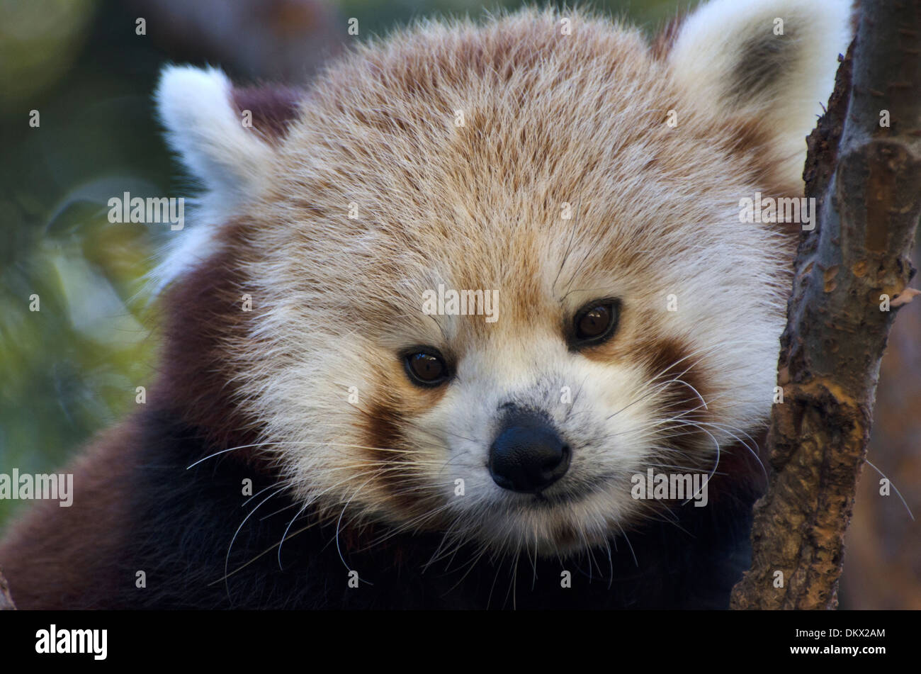 red panda, ailurus fulgens, lesser panda, animal, portrait Stock Photo ...