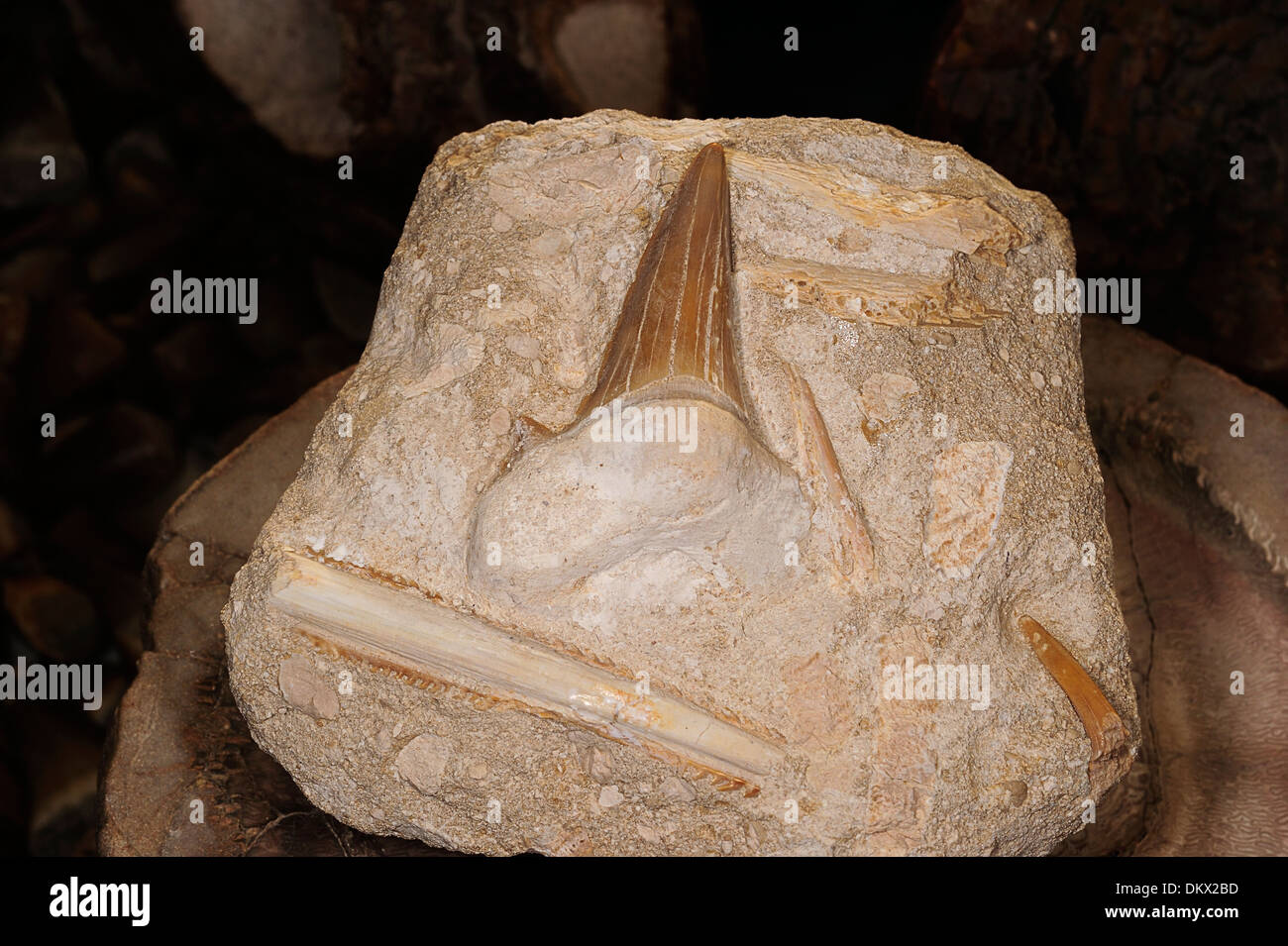 Teeth of Fossil Shark Lamna obliqua, Lamnidae, and Eagle Ray Myliobatis ...