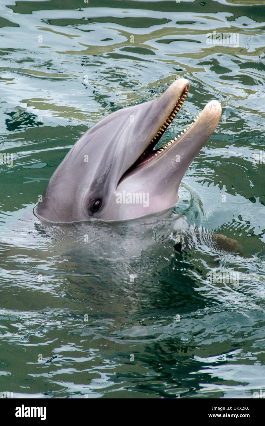 Dolphin head hi-res stock photography and images - Alamy