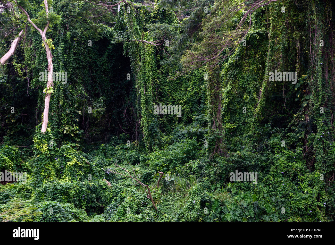 Jamaica, green, nature, rainforest, forest, Ocho Rios, Jamaica Stock ...