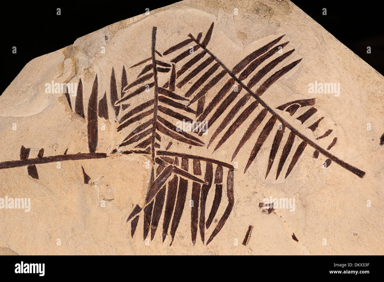 South france roberto nistri horizontal plant plants fossils ...