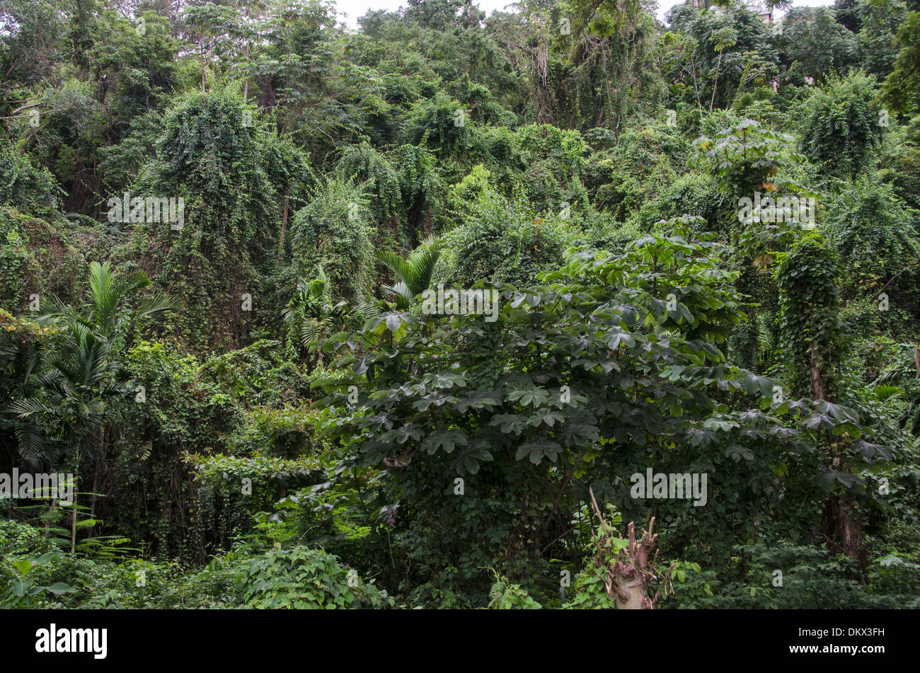 Jamaica, rainforest, forest, Ocho Rios, Jamaica, nature Stock Photo - Alamy