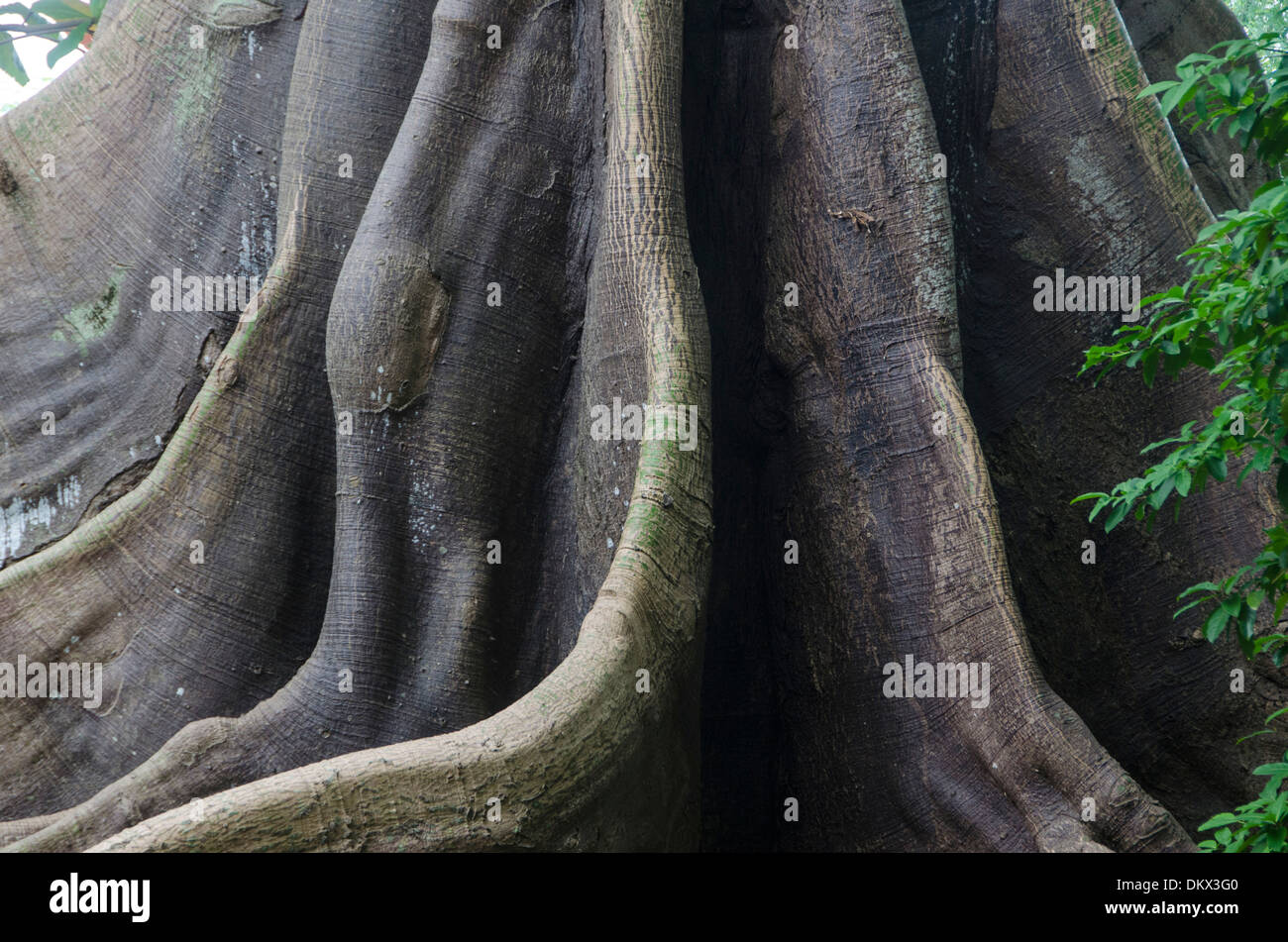 Trunk of fig tree hi-res stock photography and images - Alamy