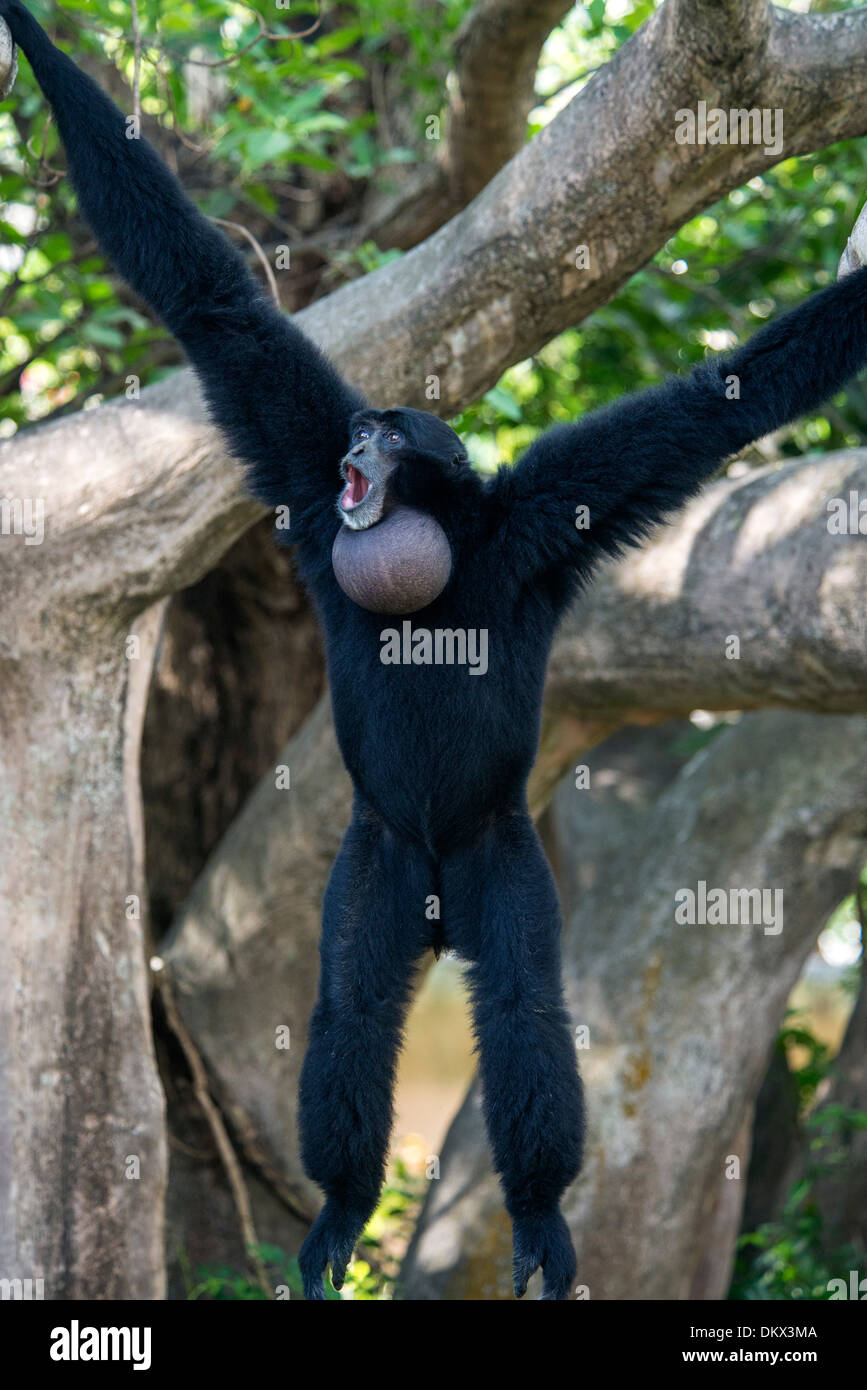 Throat Sac Stock Photos & Throat Sac Stock Images - Alamy