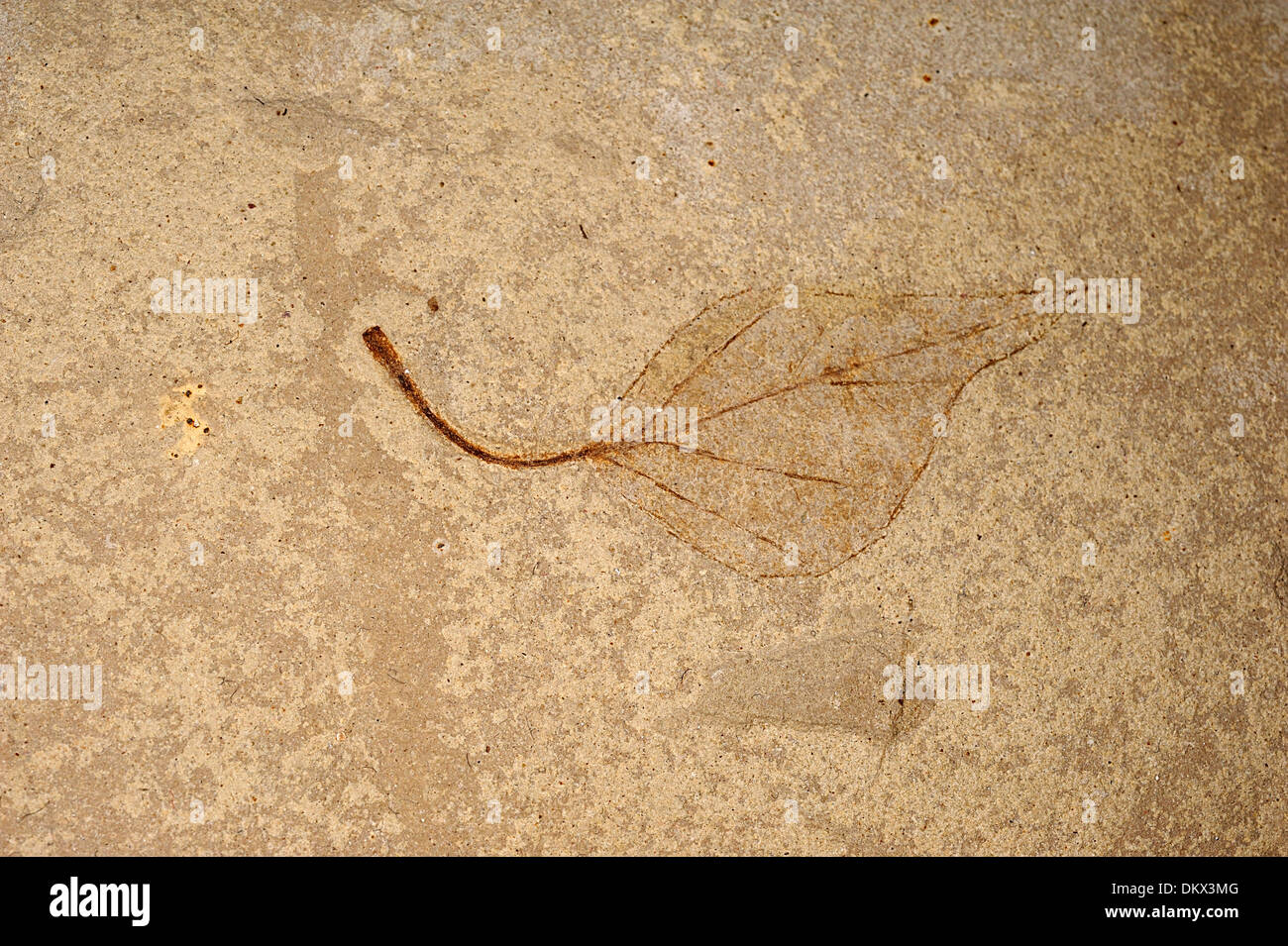 Fossil leaf hi-res stock photography and images - Alamy