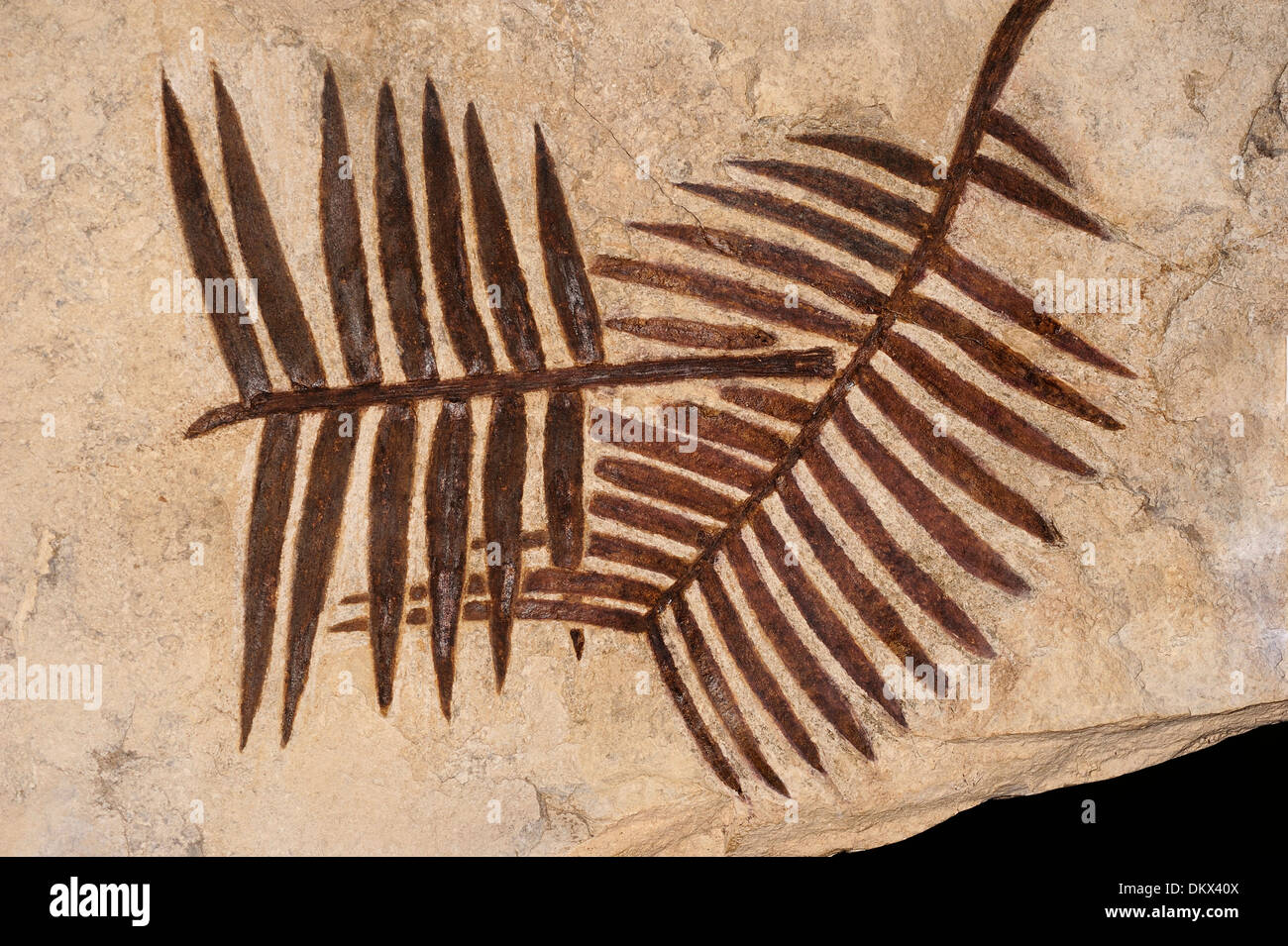 South france roberto nistri horizontal plant plants fossils ...