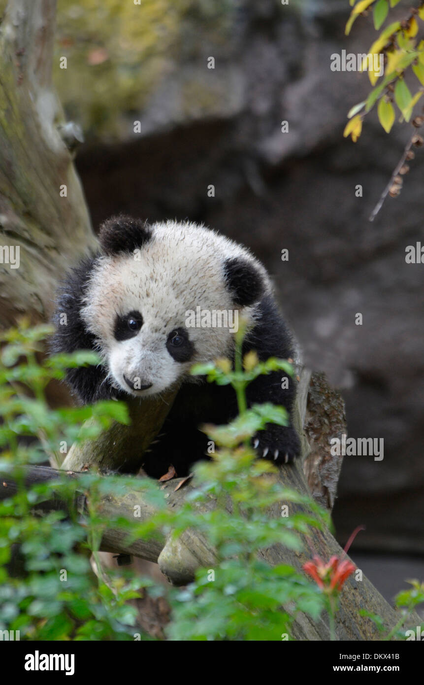 baby, giant panda, ailuropoda melanoleuca, panda, animal, portrait ...