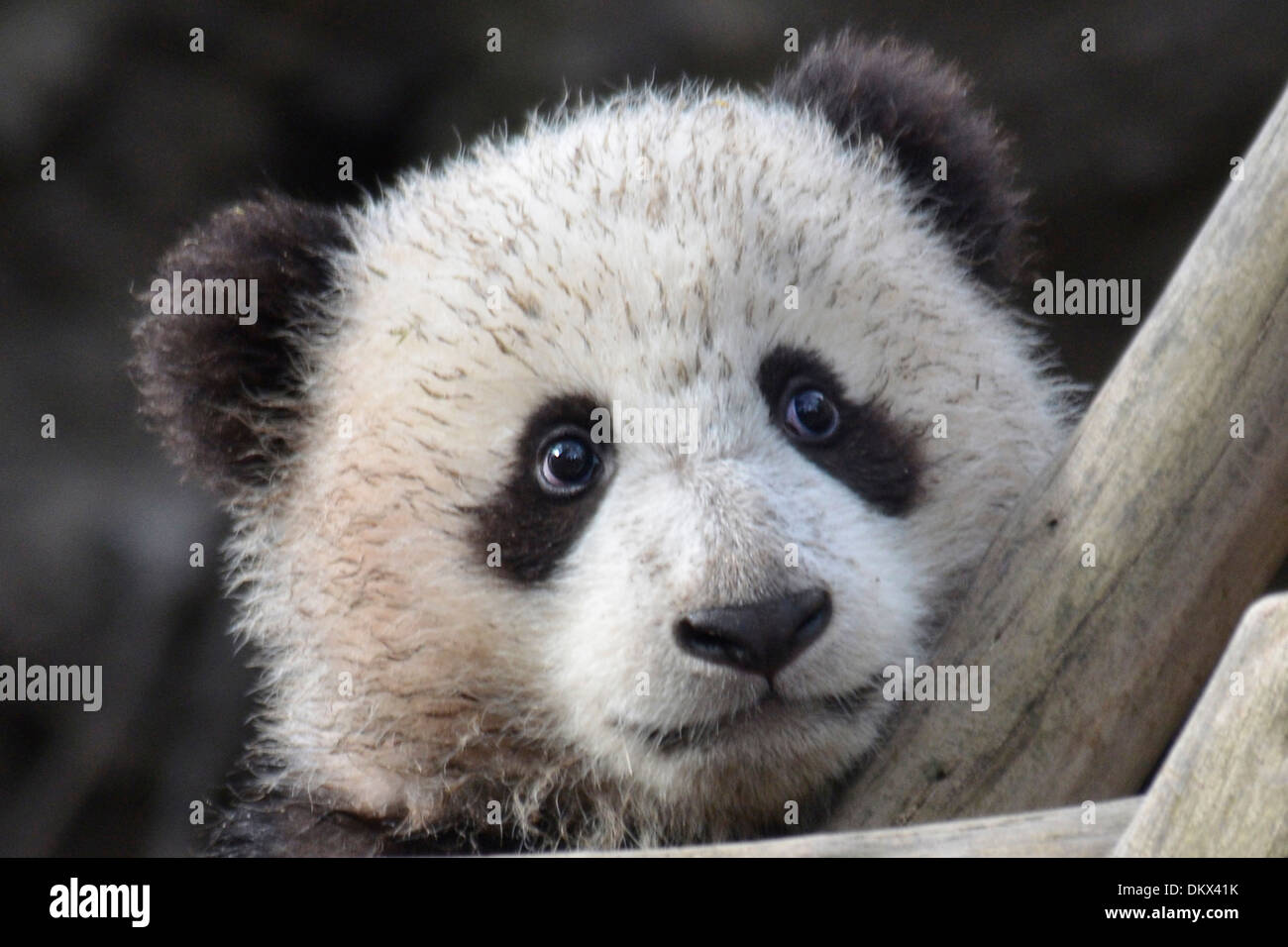 baby, giant panda, ailuropoda melanoleuca, panda, animal, portrait ...