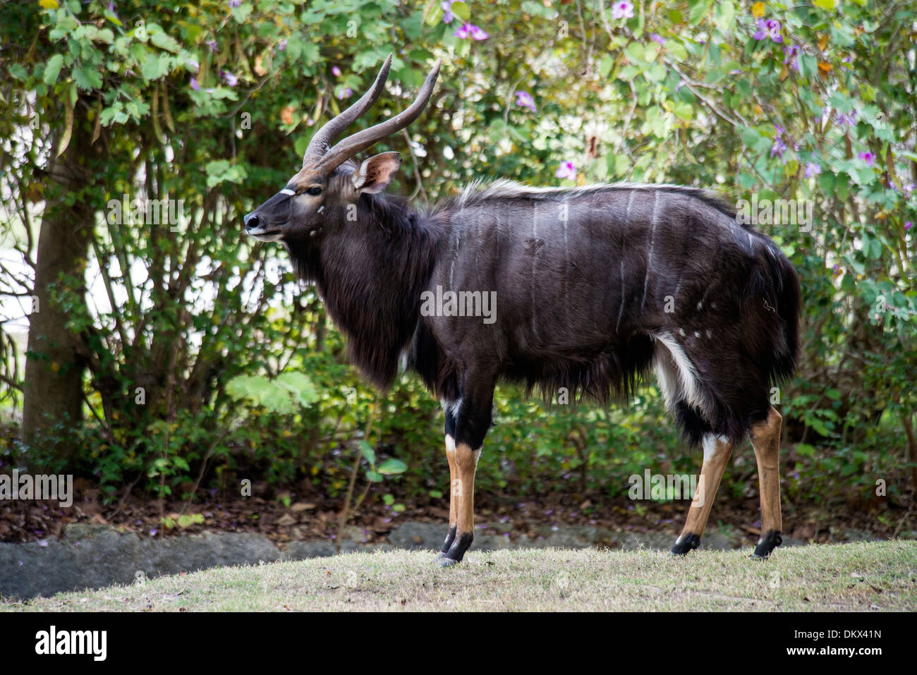 nyala, antelope, animal, tragelaphus angasii Stock Photo - Alamy