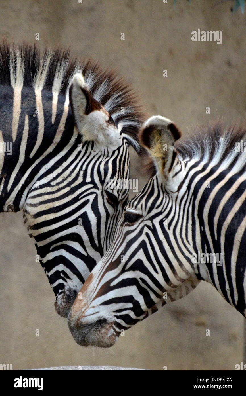 two, zebras, head, animal Stock Photo - Alamy