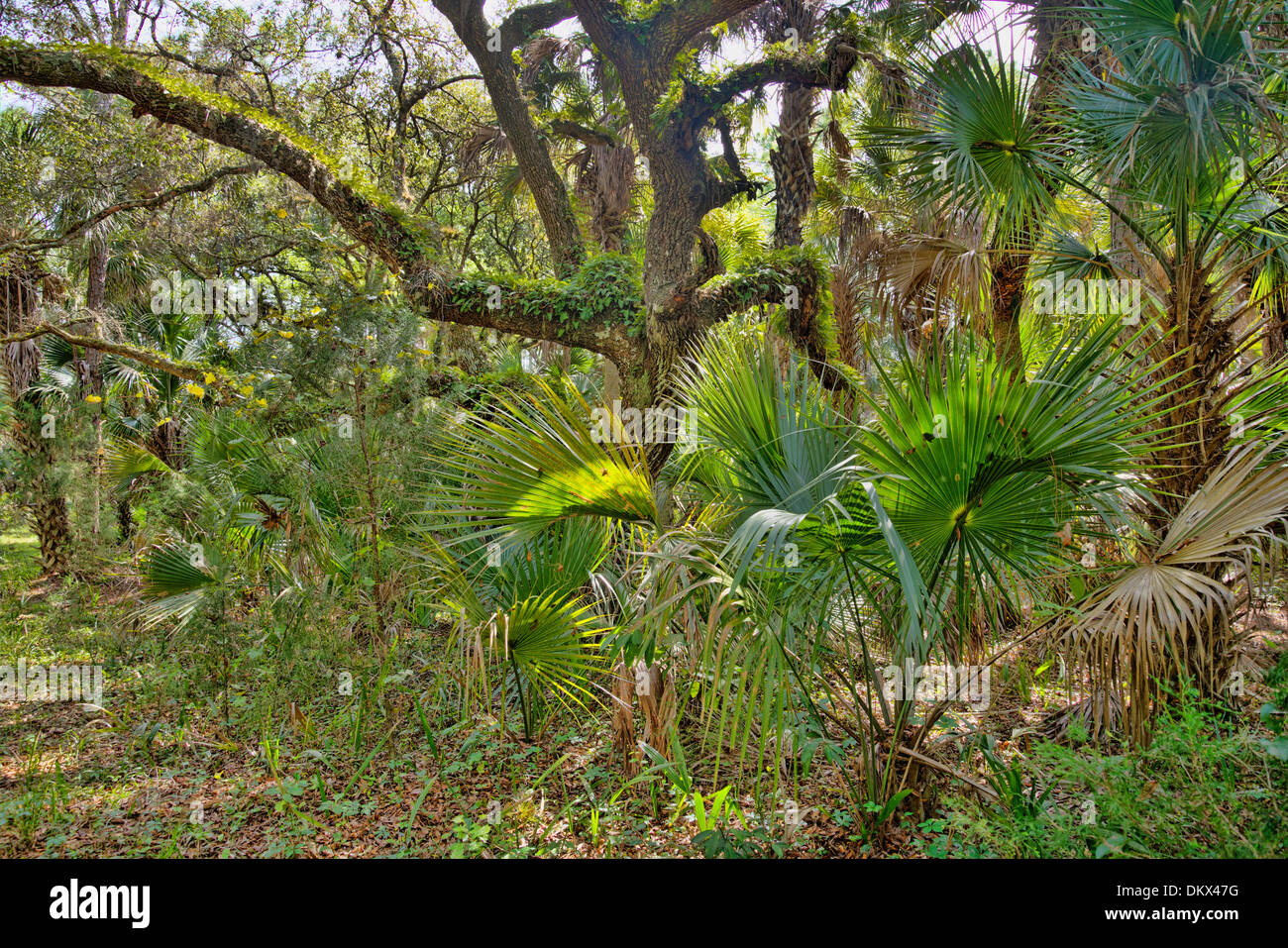 Tosohatchee, wildlife management area, landscape, nature, Florida, USA ...