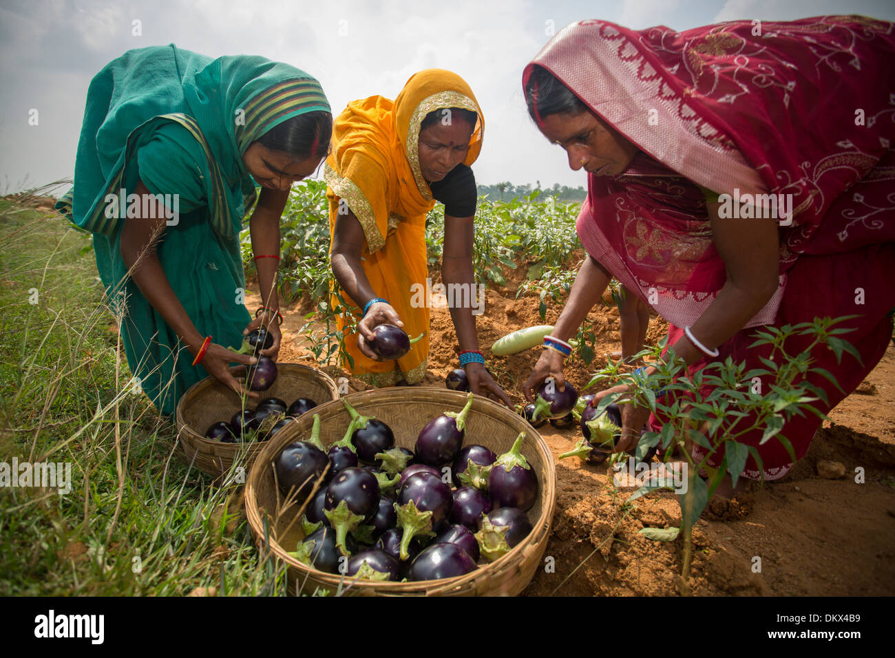 Woman farmer in Bihar State, India Stock Photo - Alamy