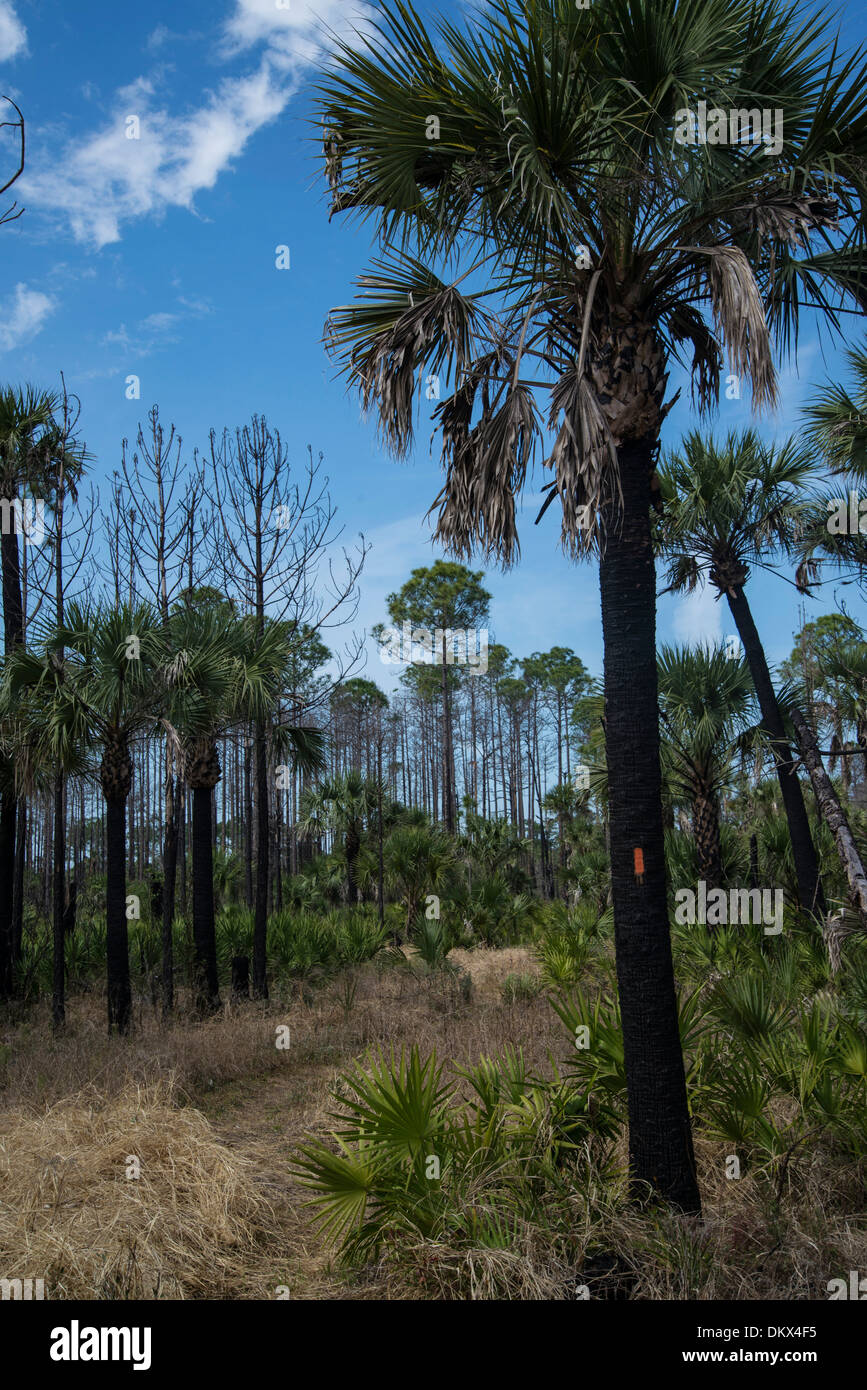 Tosohatchee hi-res stock photography and images - Alamy