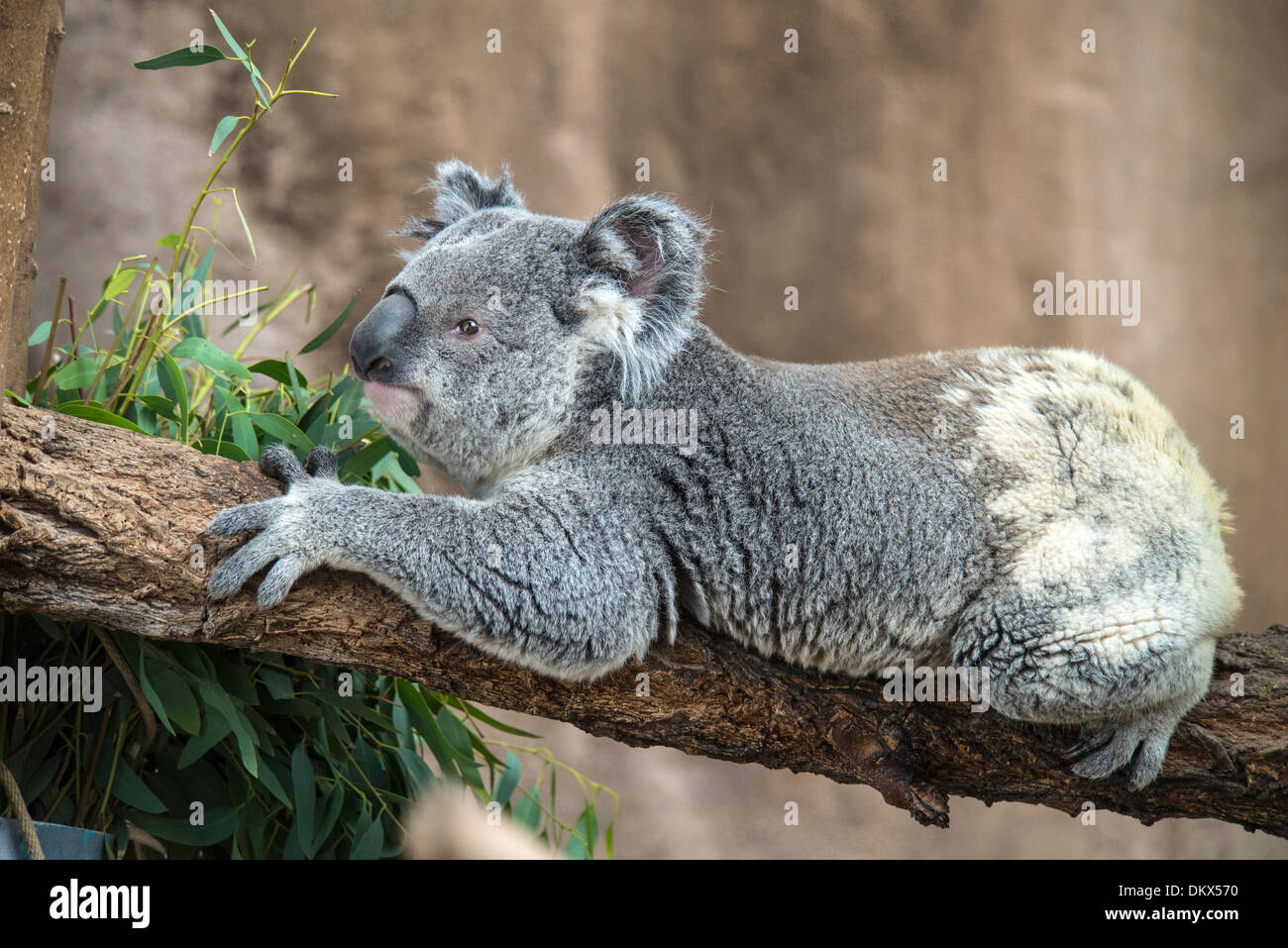 koala, phascolarctos cinereus, animal, tree Stock Photo - Alamy