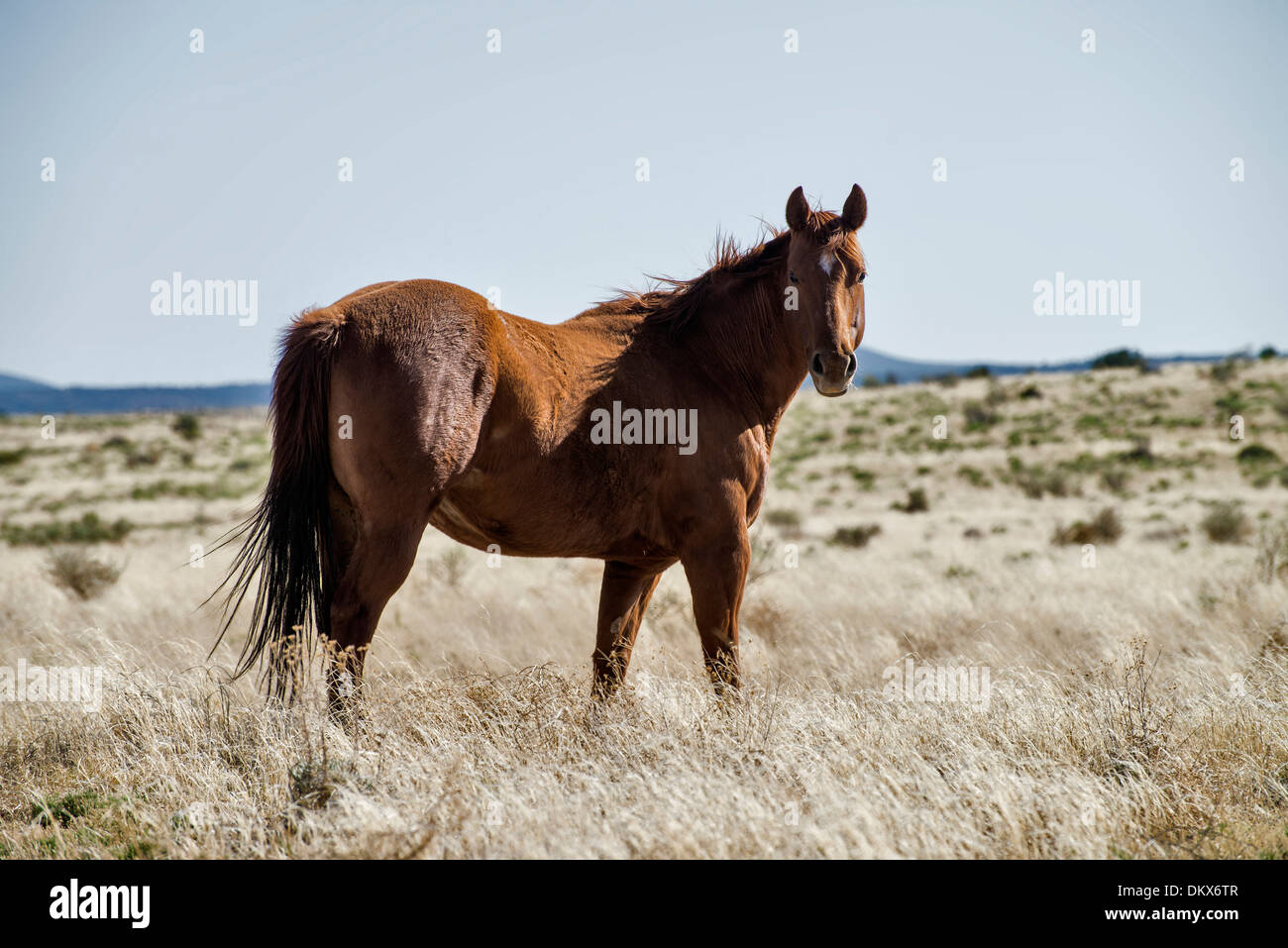 horse, animal, open range, USA, United States, America, Arizona Stock ...