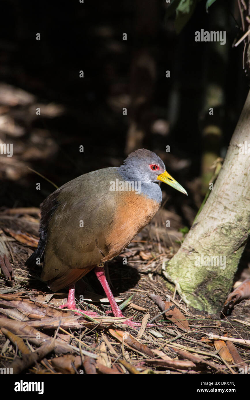 gray necked wood rail, aramides cajanea, wood rail, bird Stock Photo ...