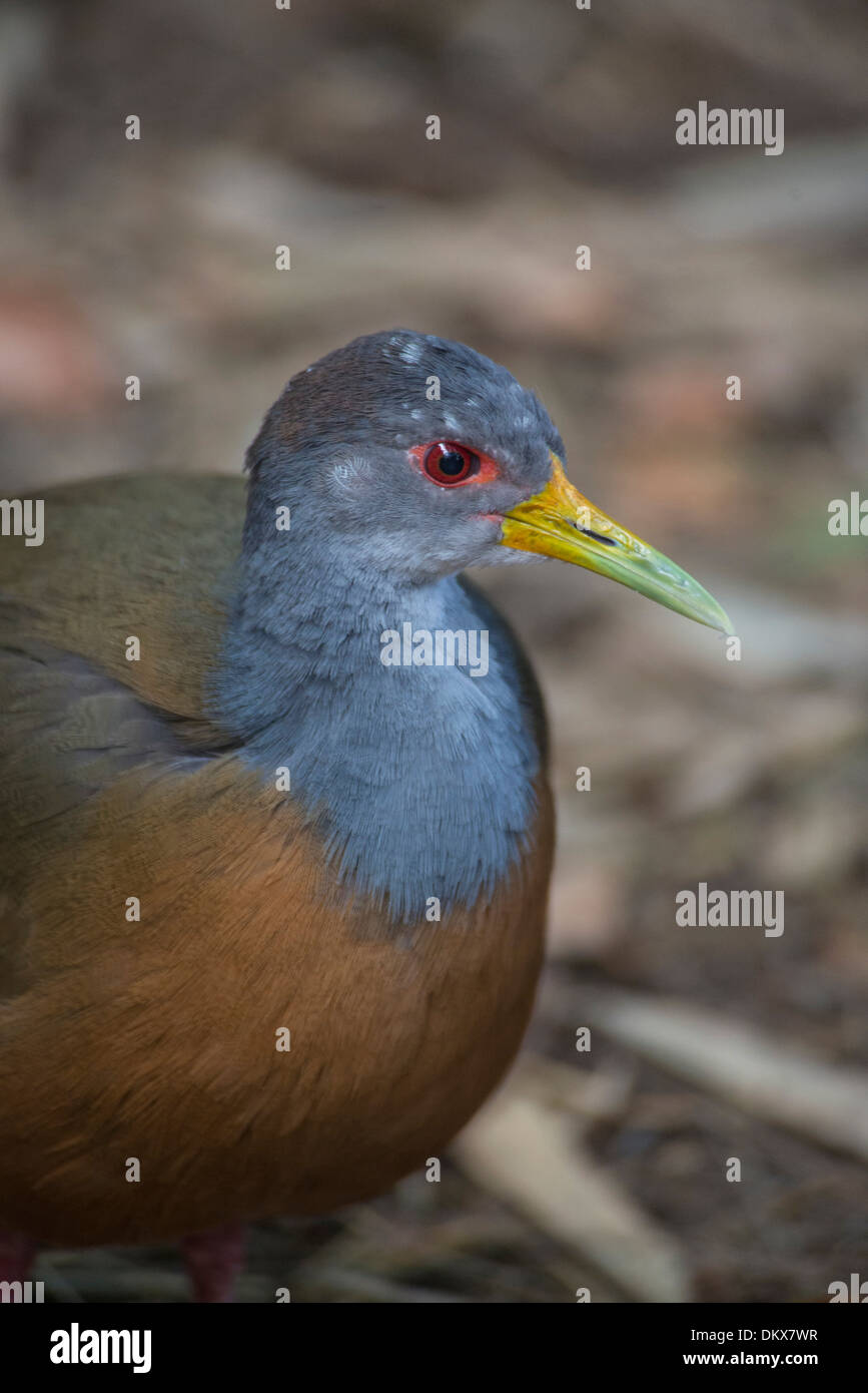 gray necked wood rail, aramides cajanea, wood rail, bird, portrait ...