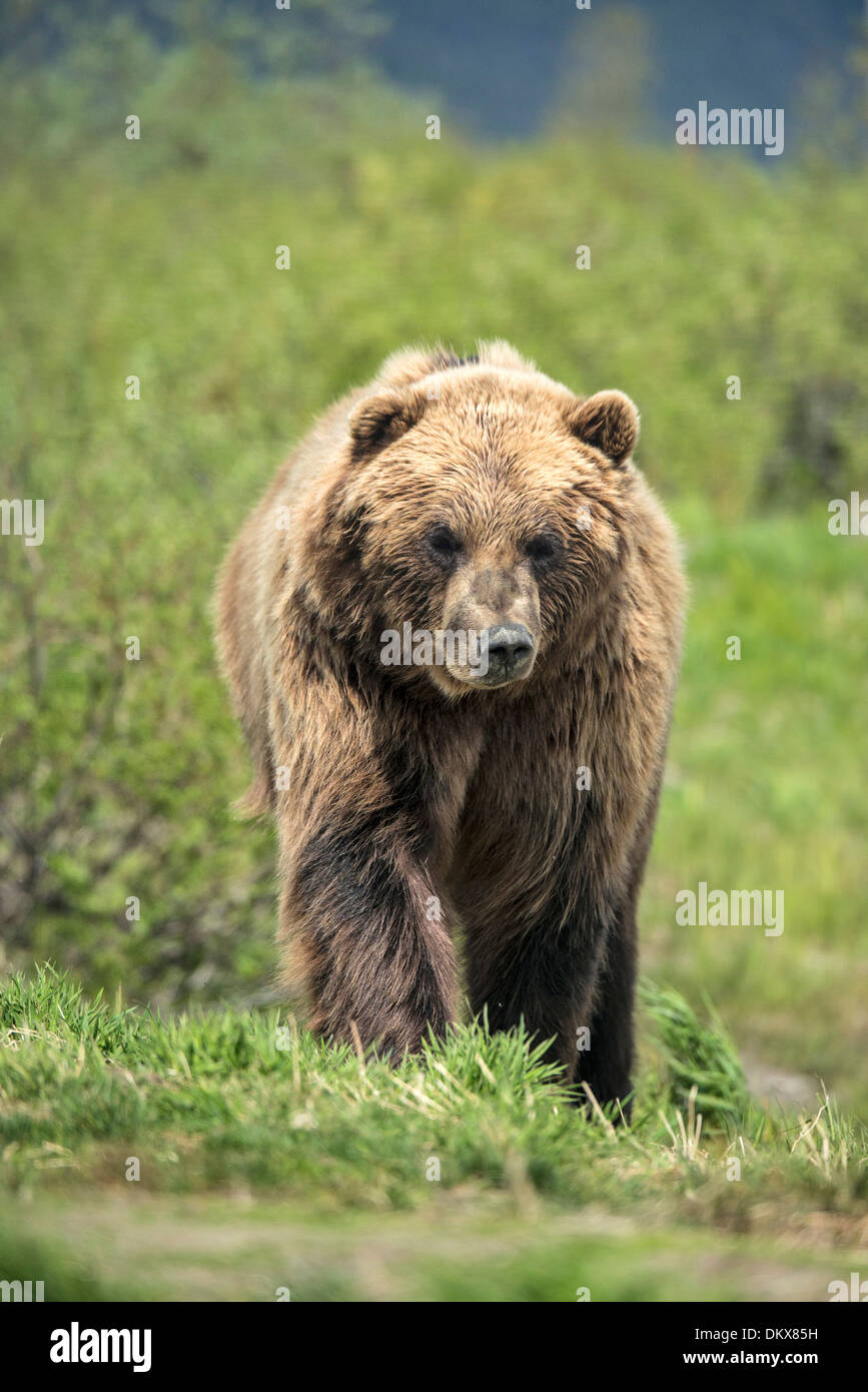 brown bear, ursus arctos, bear, USA, animal Stock Photo - Alamy