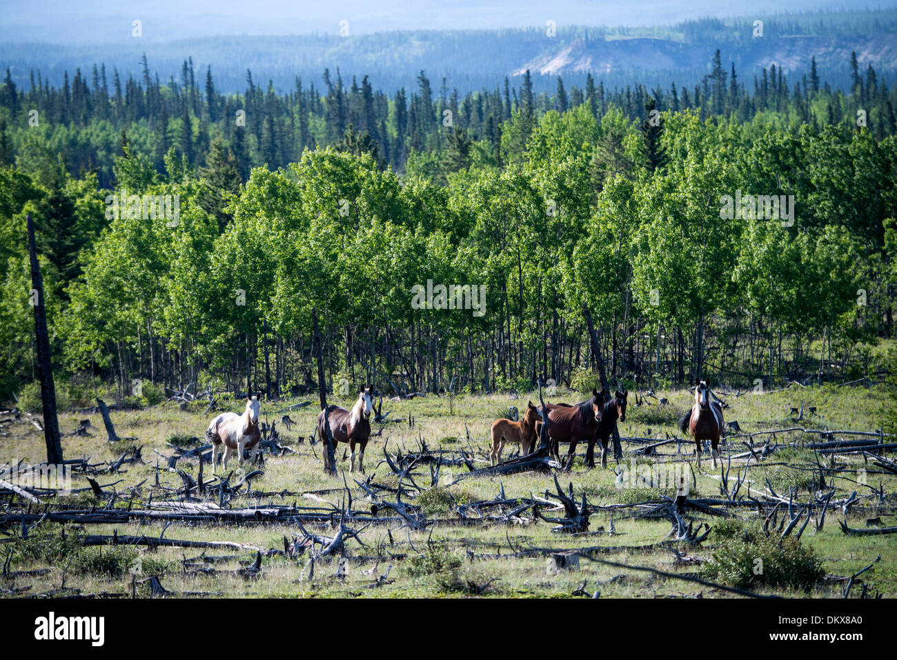 horses, animal, open range, Yukon Territory, Canada, America Stock ...