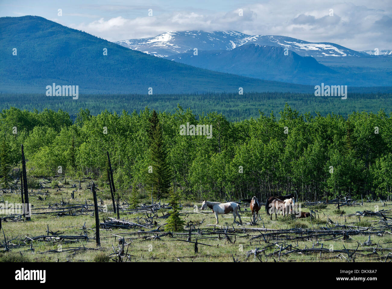 horses, animal, open range, Yukon Territory, Canada, America Stock ...