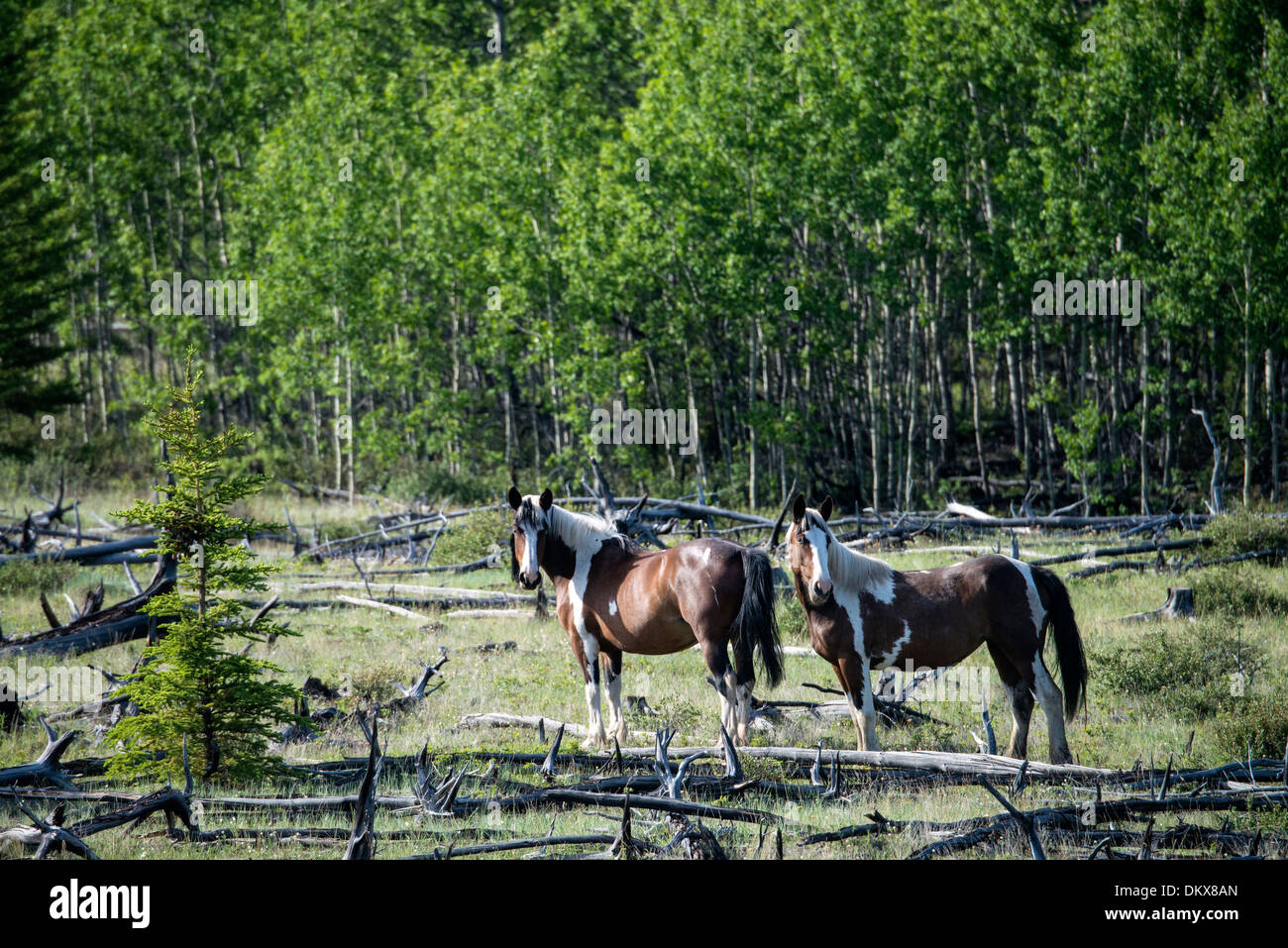 horses, animal, open range, Yukon Territory, Canada, America Stock ...