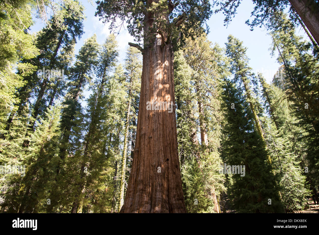 sequoia, national, park, USA, United States, America, California, giant ...