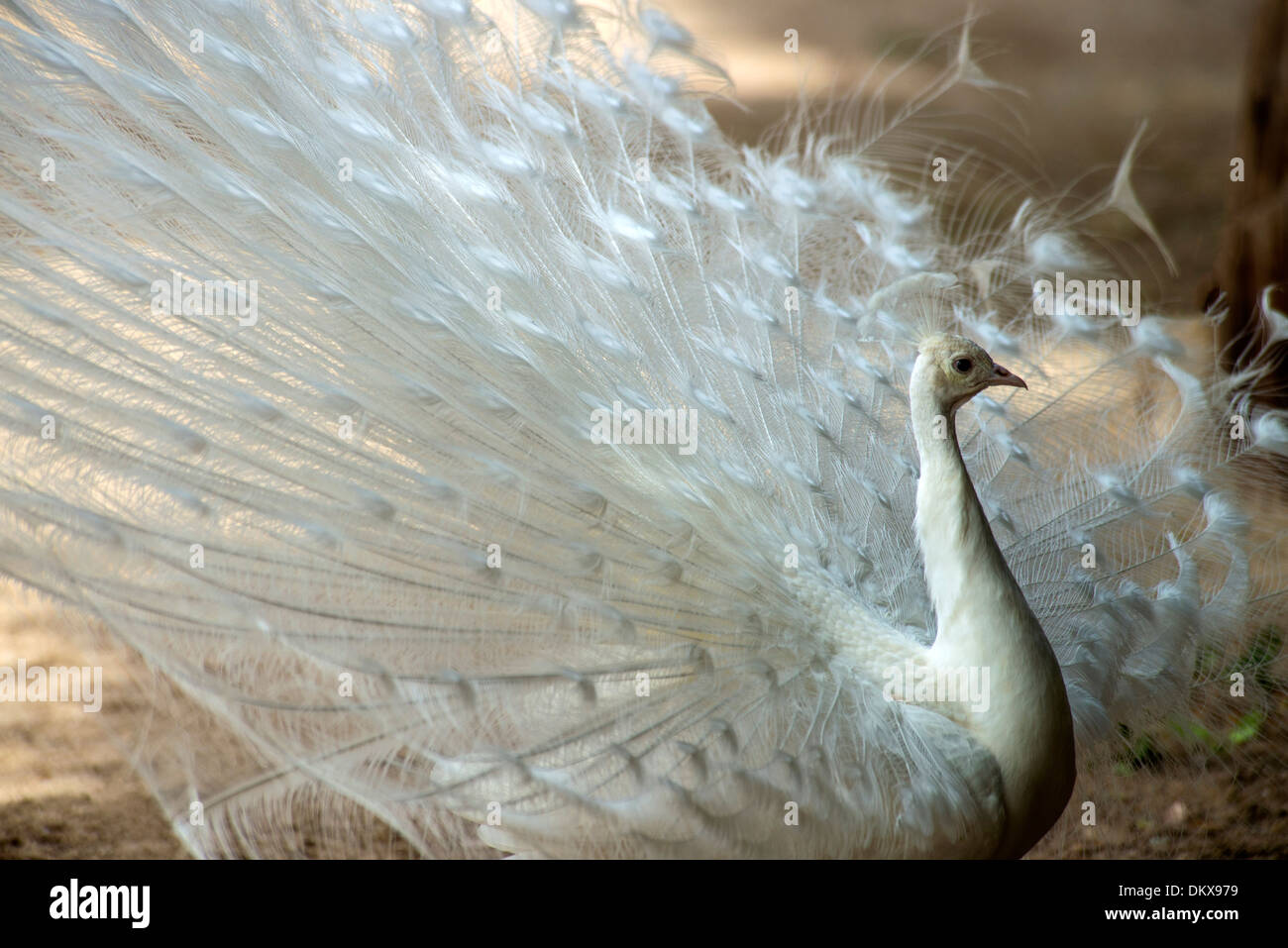 Albino pfau hi-res stock photography and images - Alamy