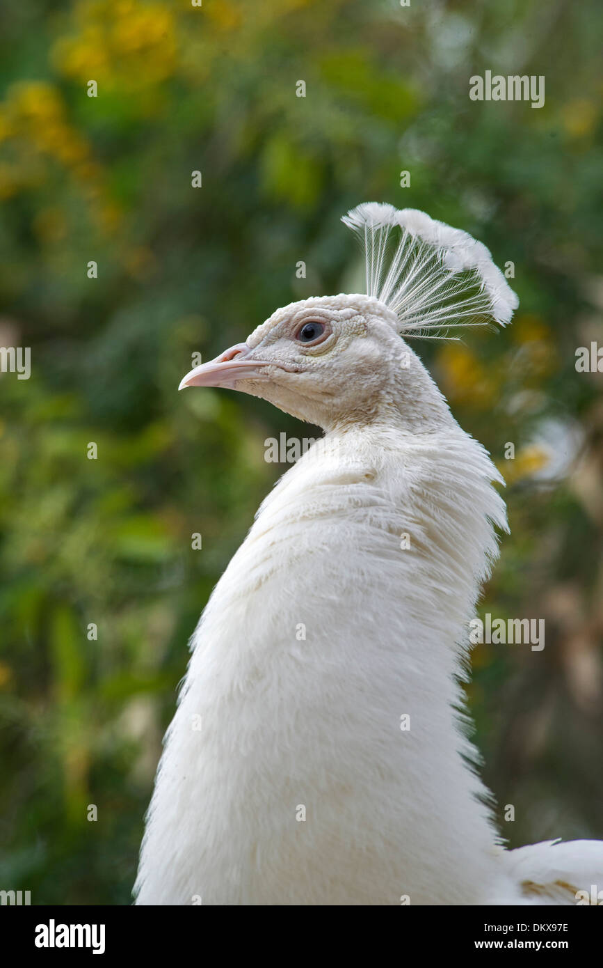 albino peacock, pavo cristatus, peacock, bird, white, head Stock Photo ...