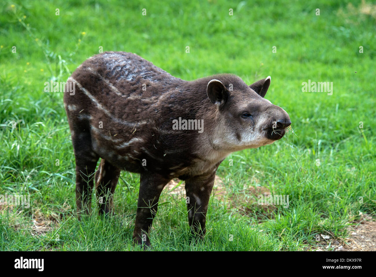 south American tapir, tapirus terrestris, tapir, animal Stock Photo - Alamy
