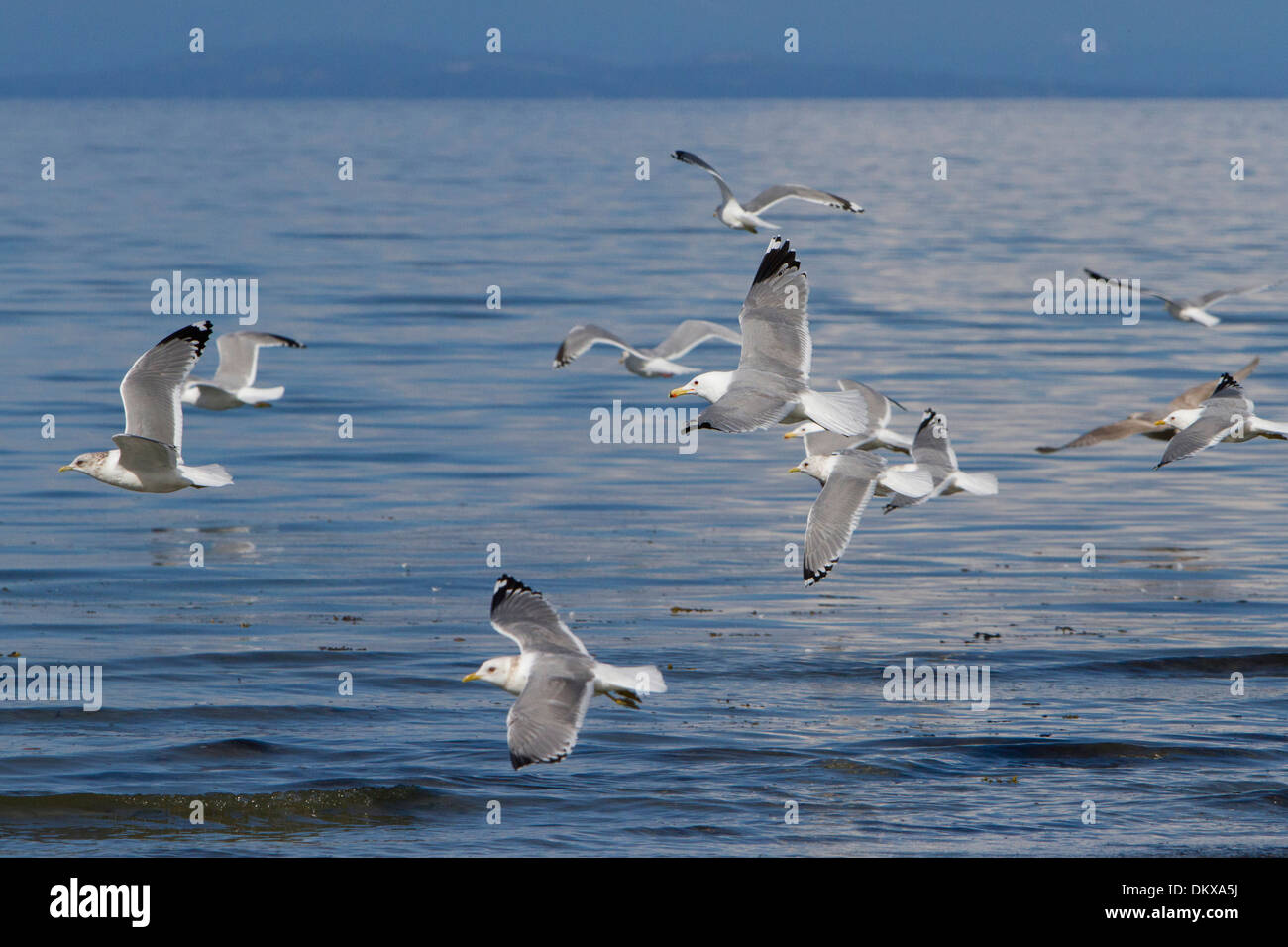 Flock of California Gulls & Mew Gulls in flight along the coastline at ...