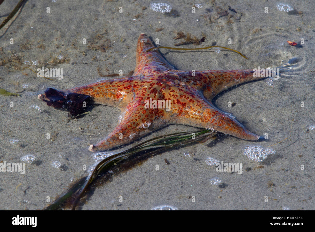 Leather Star (Dermasterias imbricata) starfish on beach at Nanaimo ...