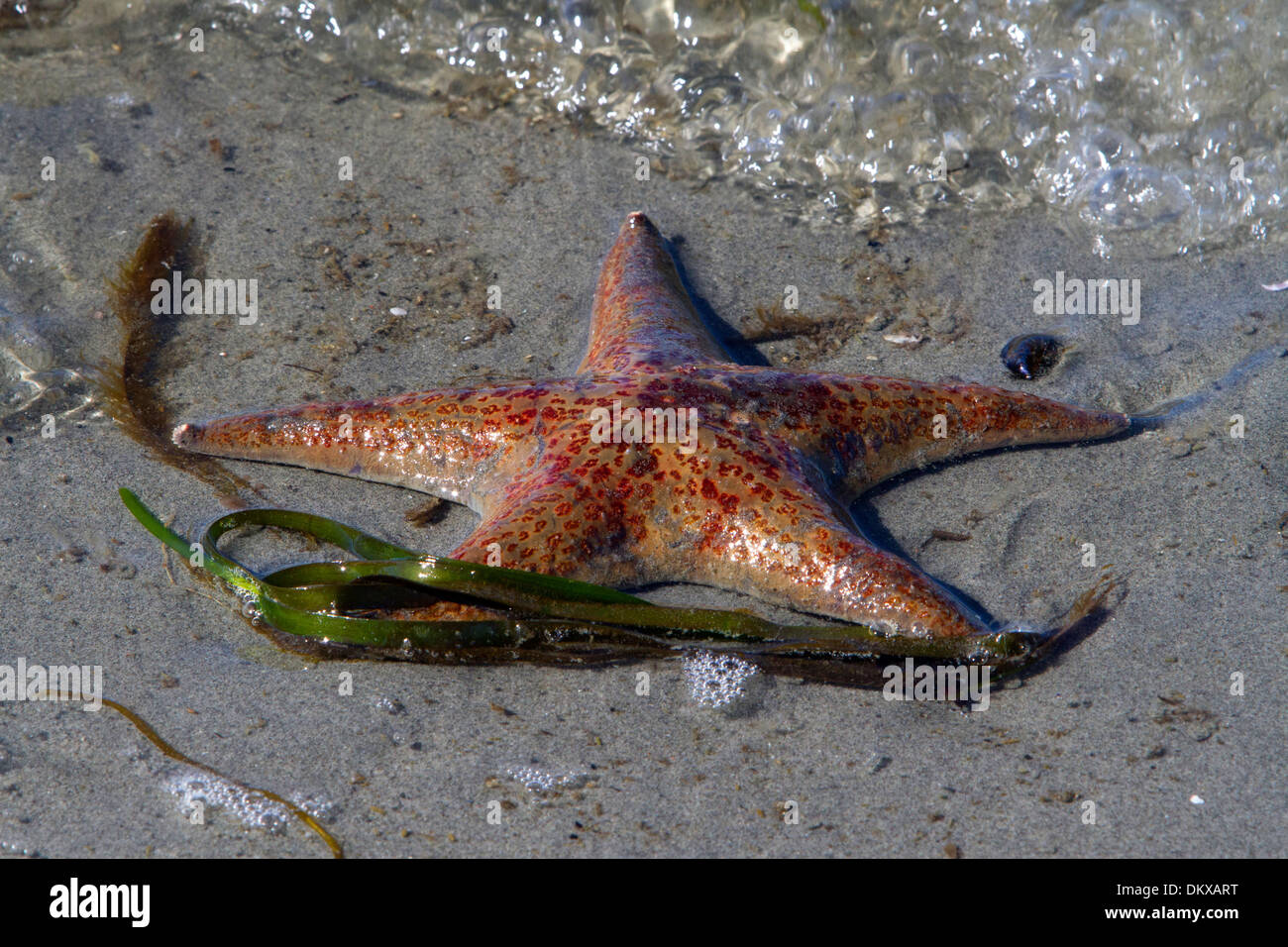 British columbia vancouver starfish hi-res stock photography and images ...
