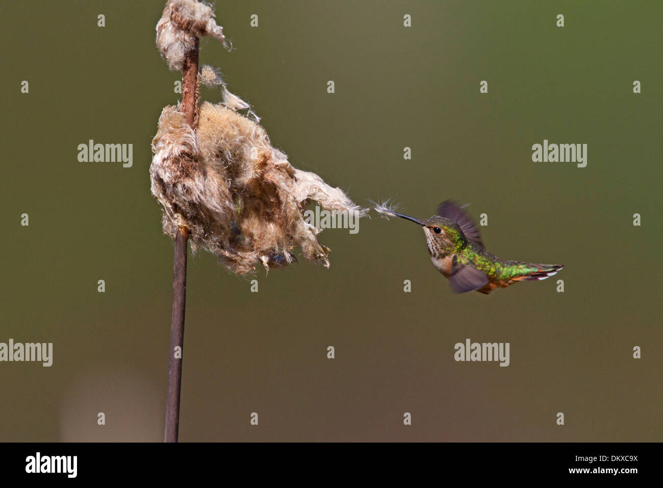 Rufous Hummingbird (Selasphorus rufus) female pulling off cottony fluff ...