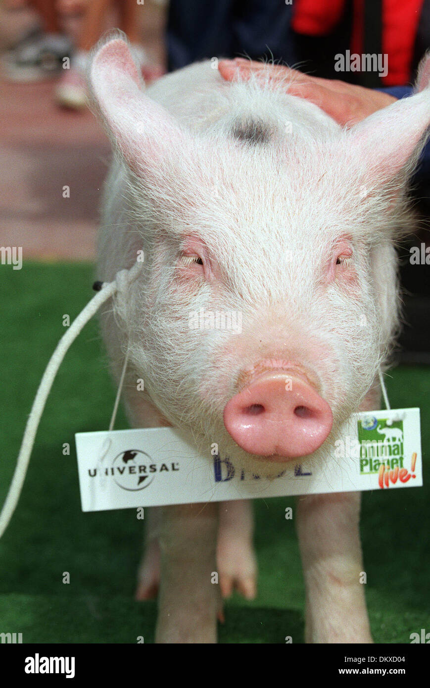 Babe the pig hi-res stock photography and images - Alamy