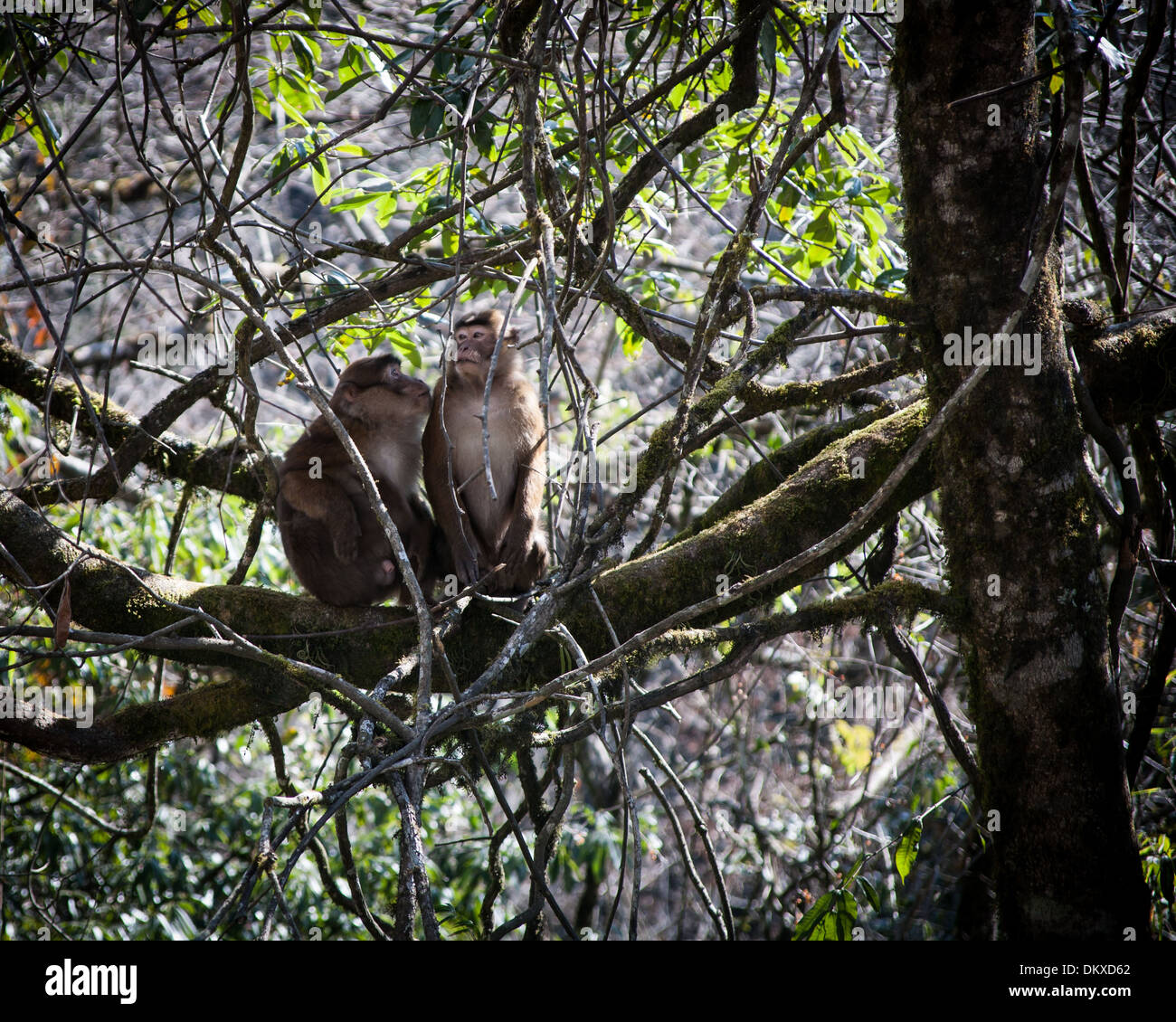 Two monkeys, Bhutan Stock Photo - Alamy