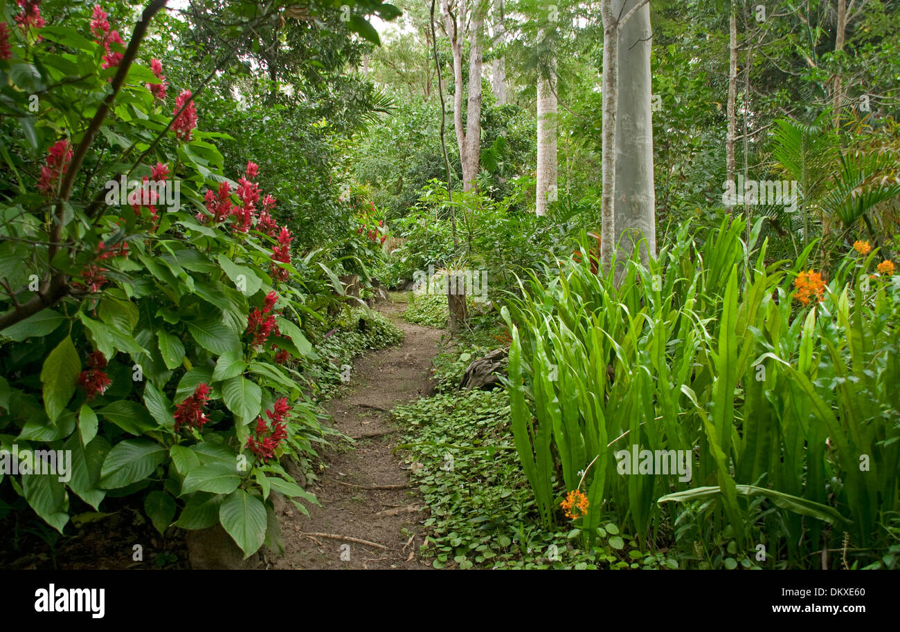 Path leading through shady sub-tropical garden with tall trees, and ...