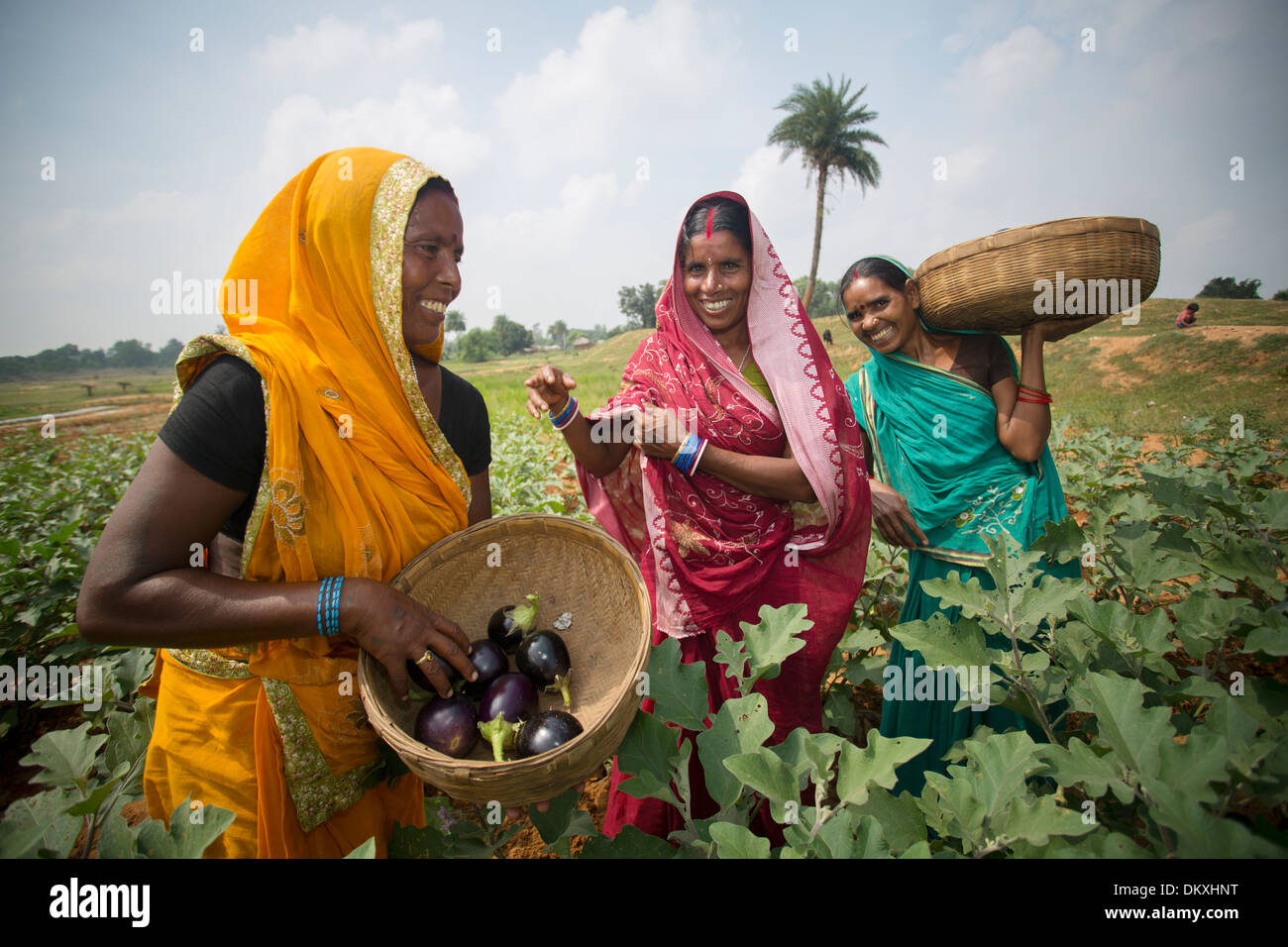 Farm india harvest hi-res stock photography and images - Alamy