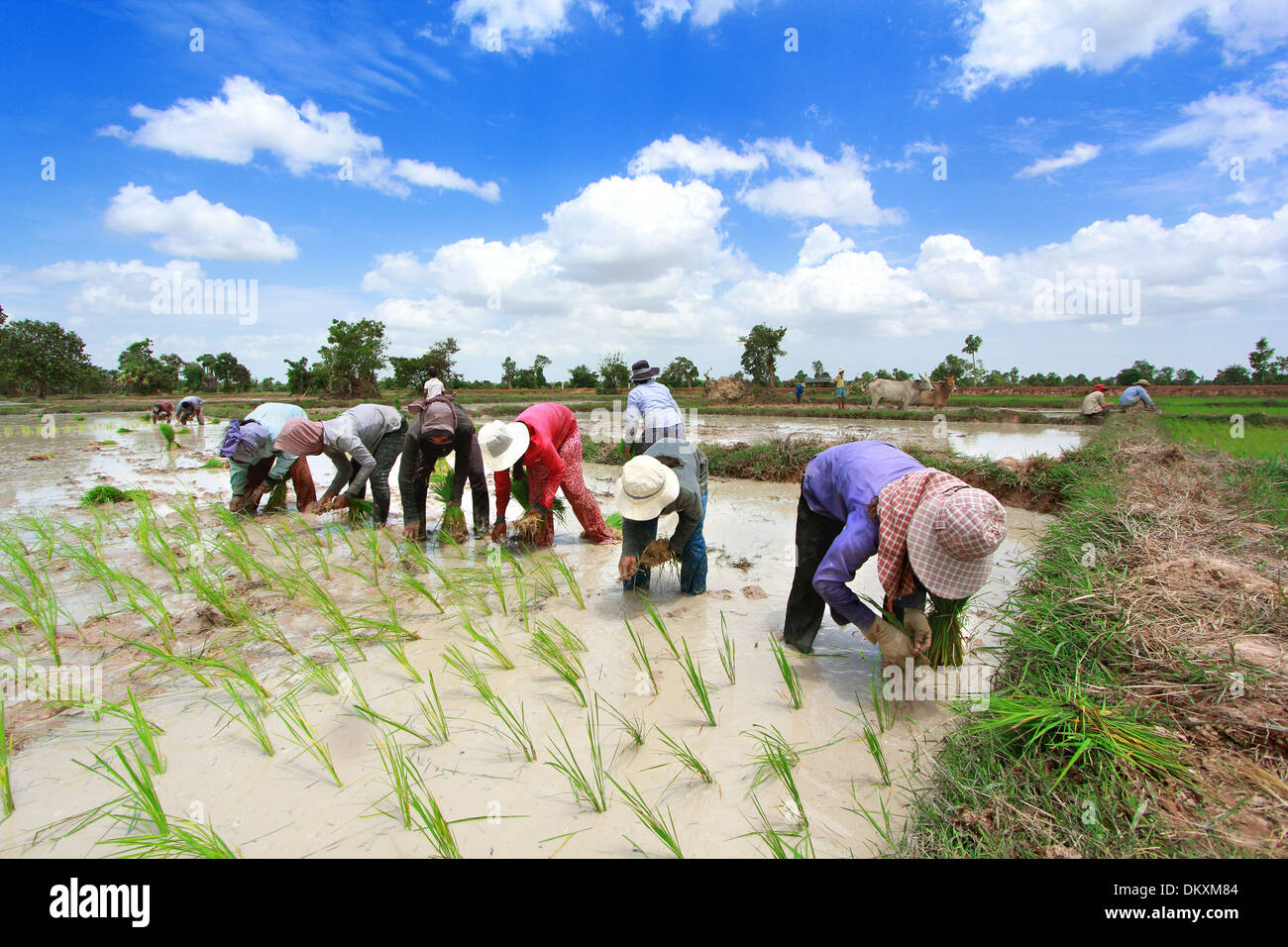 Farmer transplant rice on the field Stock Photo - Alamy