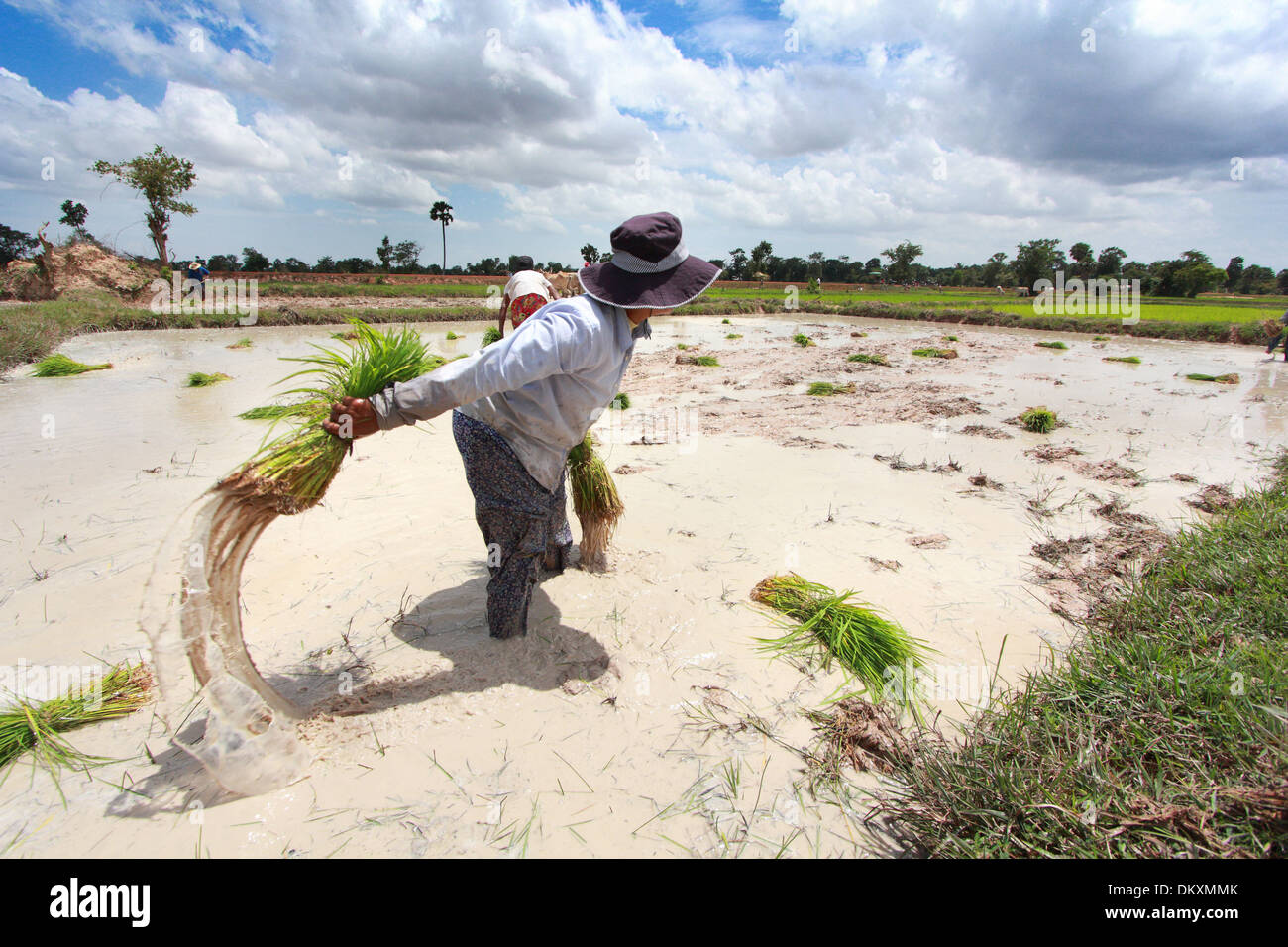 Farmer throw rice seedling on field Stock Photo - Alamy