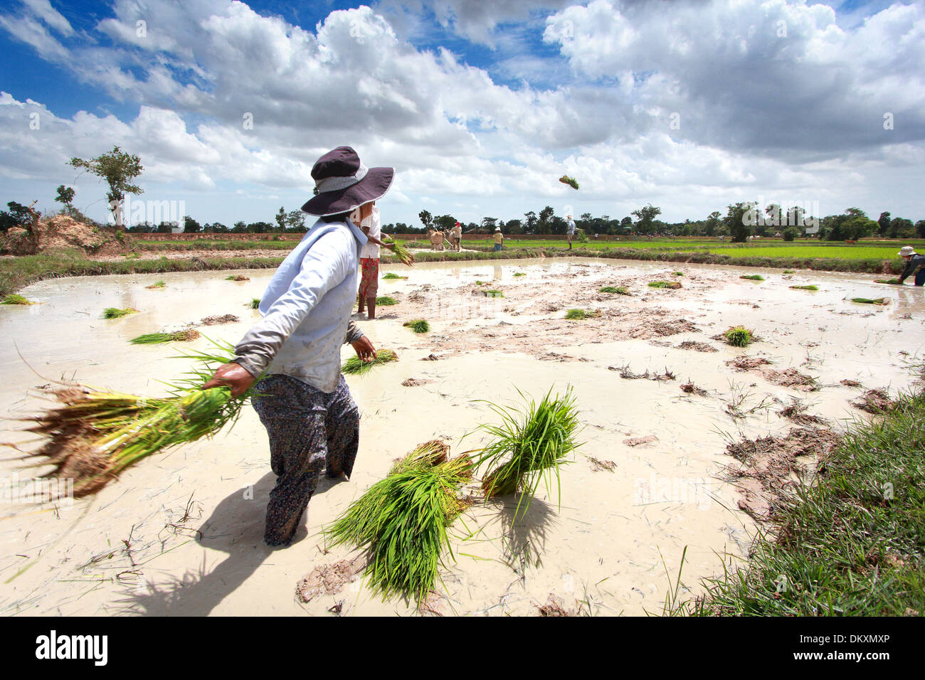 Farmer throw rice seedling on field Stock Photo - Alamy