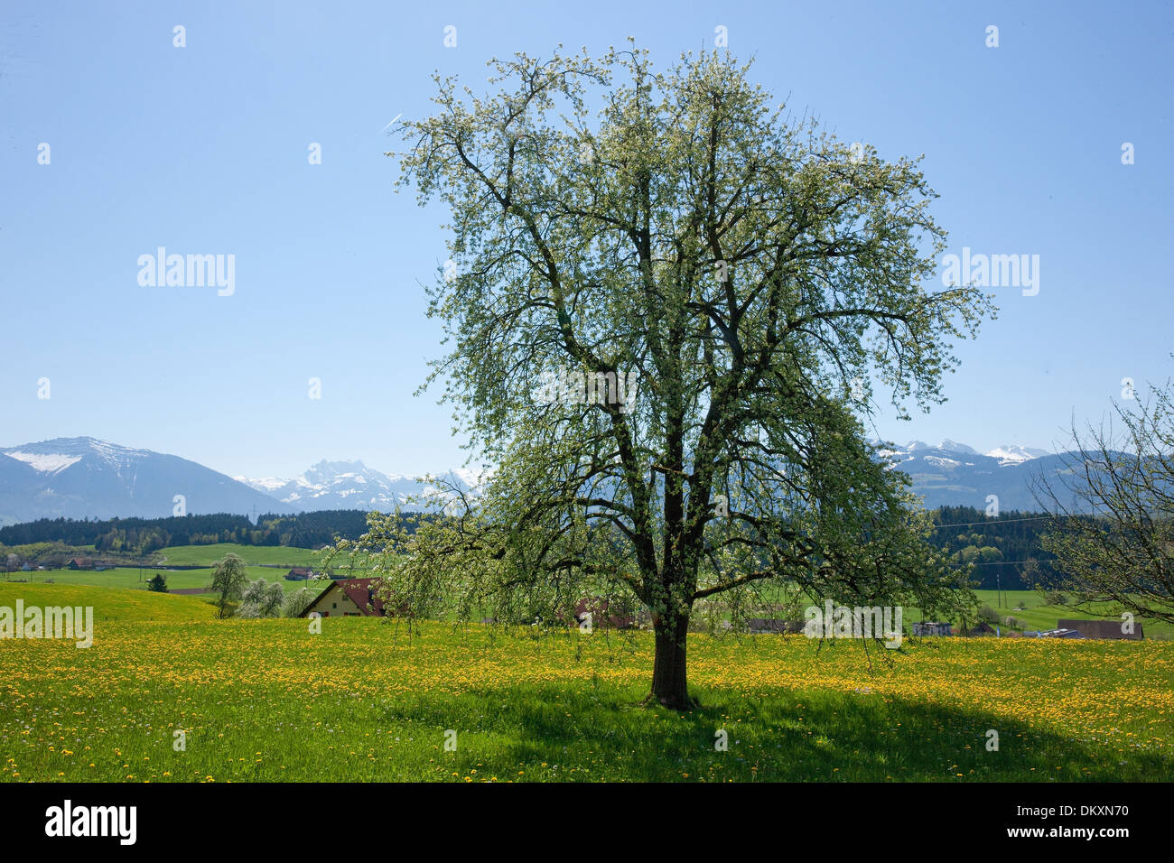 Switzerland, Europe, tree, trees, agriculture, canton, SG, St. Gallen ...